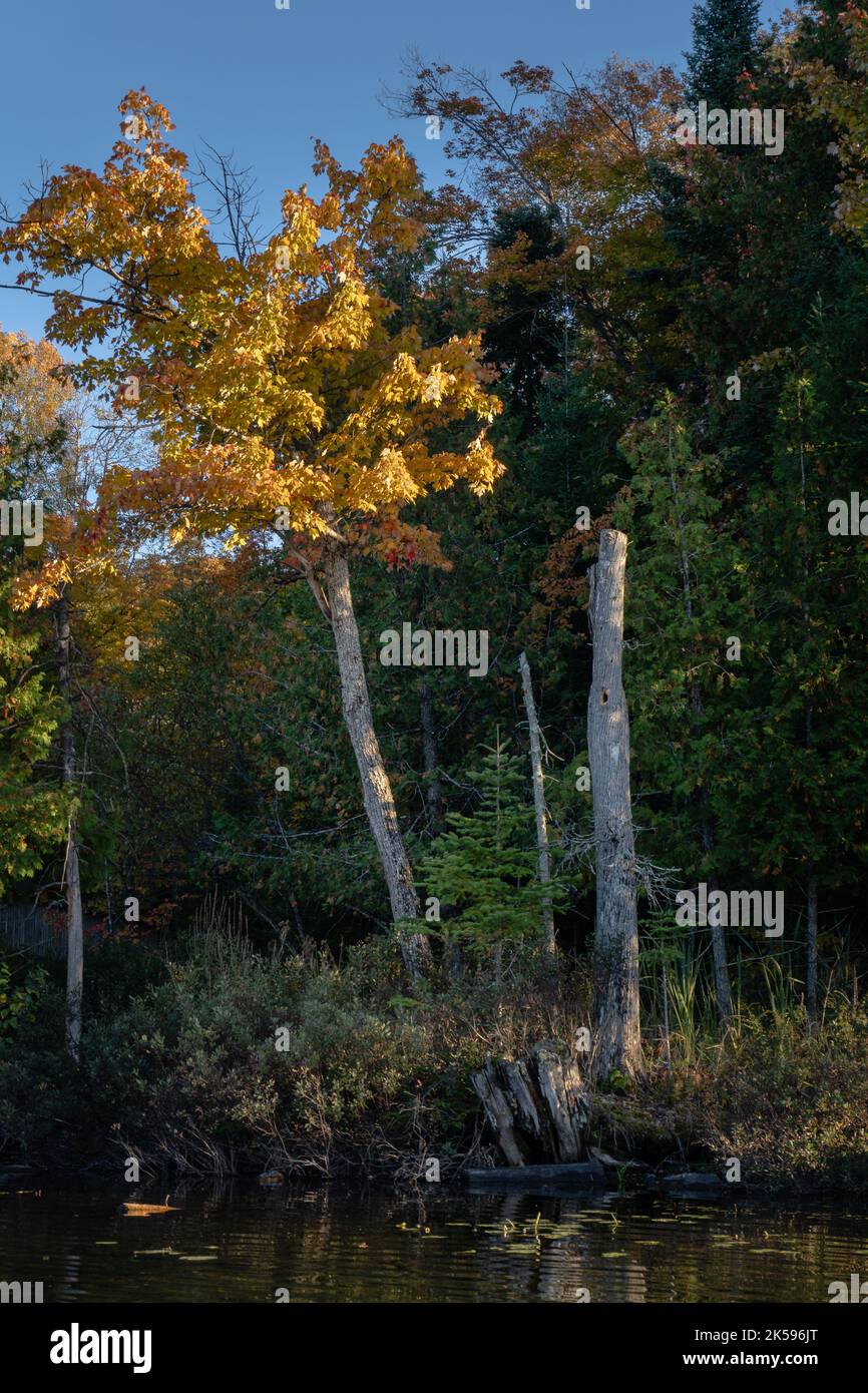 A birch's leaves begin to change colour by the water's edge Stock Photo ...