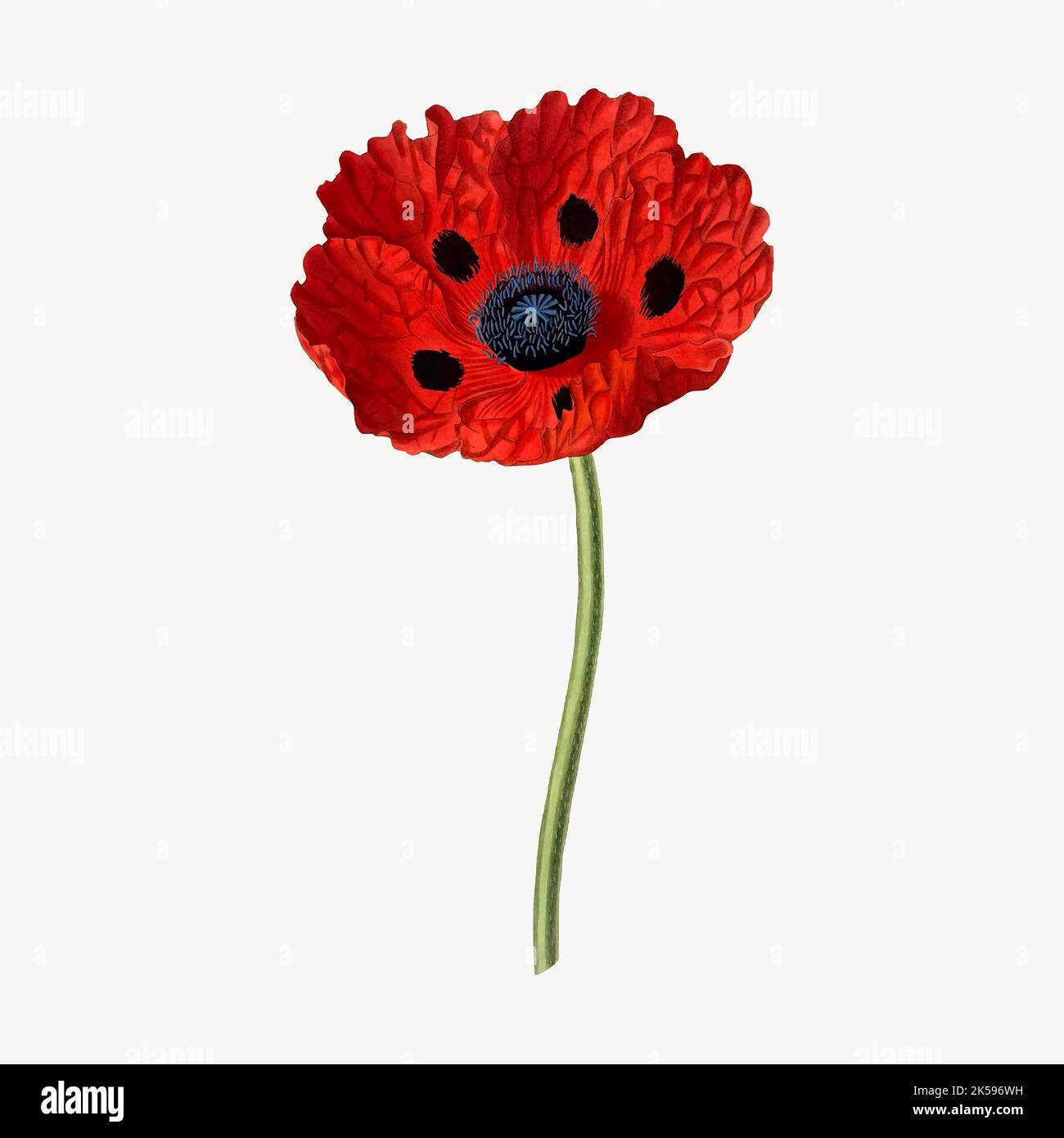 Red poppy flower clipart, vintage botanical illustration vector Stock ...