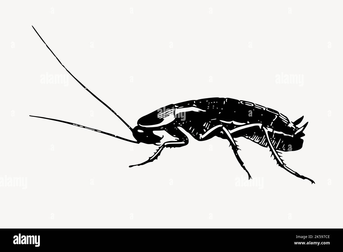 Cockroach drawing, vintage insect illustration vector Stock Vector ...
