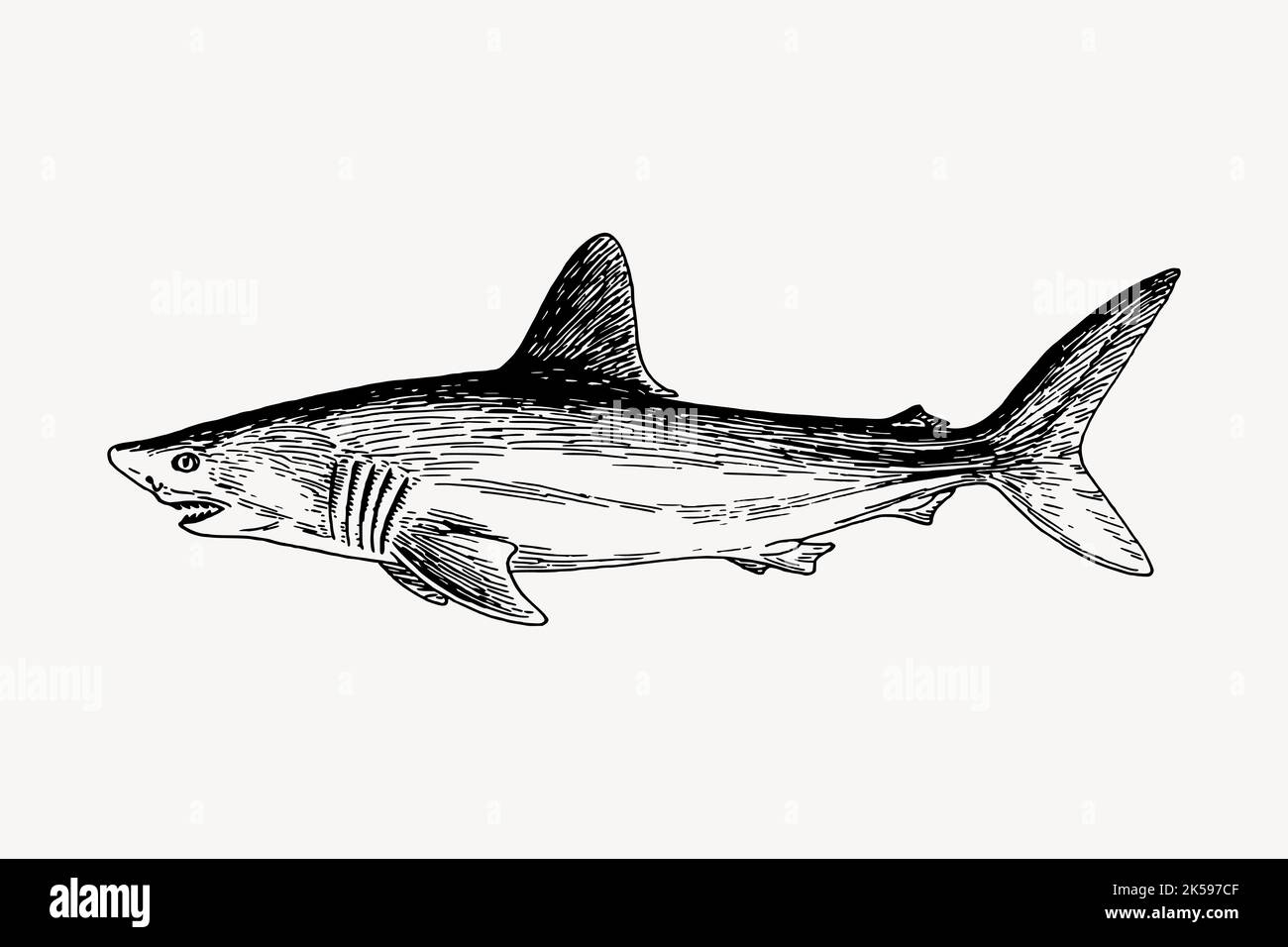 Shark drawing, vintage sea animal illustration vector Stock Vector ...