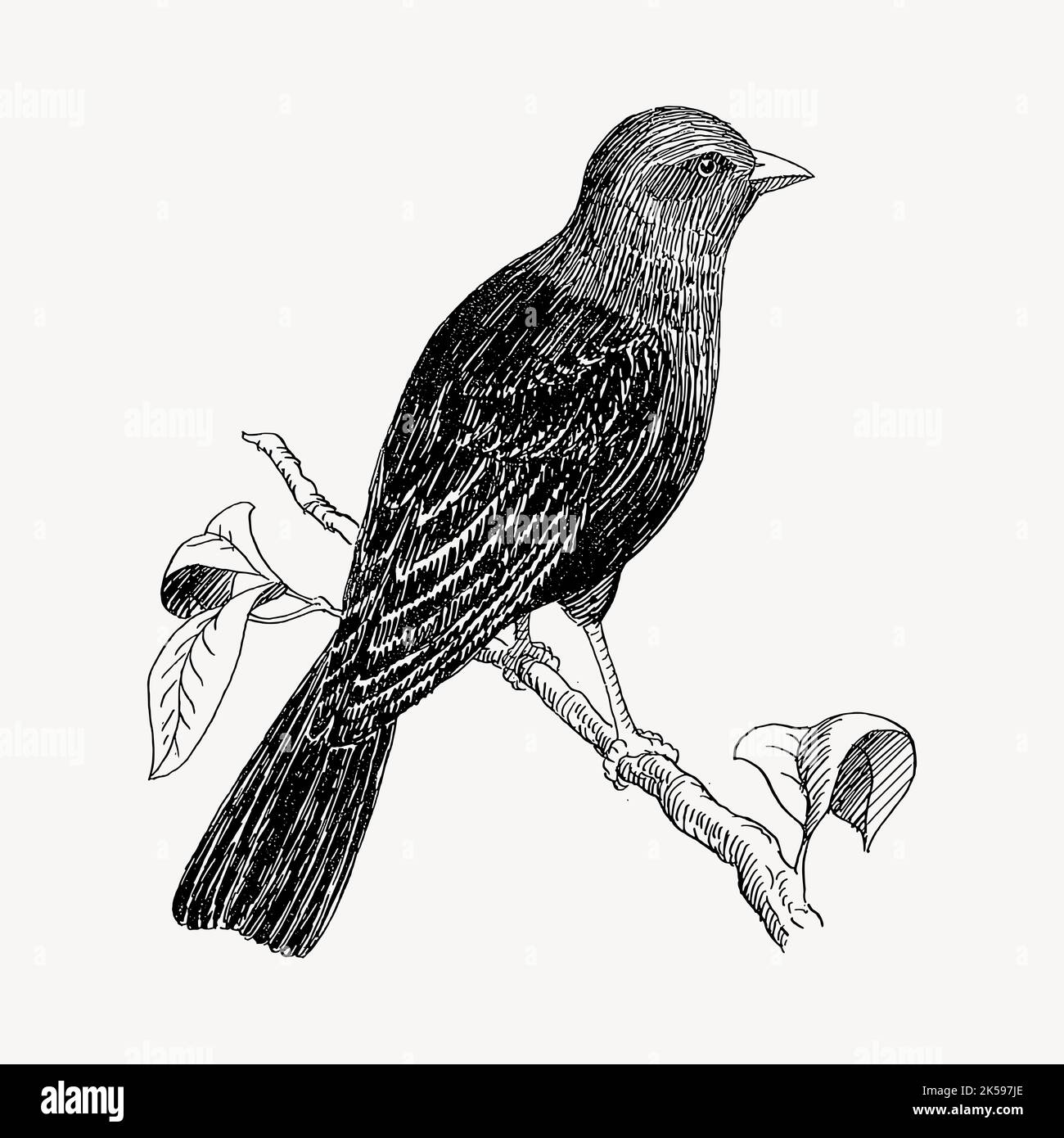 Cowbird drawing, vintage animal illustration vector Stock Vector Image ...