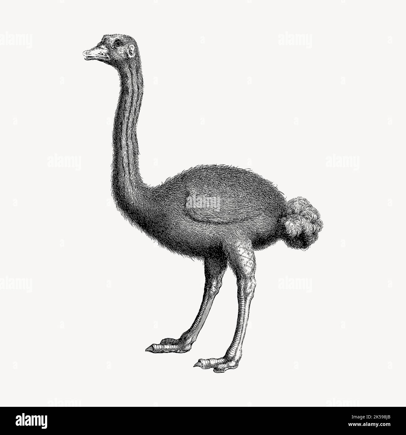 Ostrich clipart Stock Vector Images - Alamy