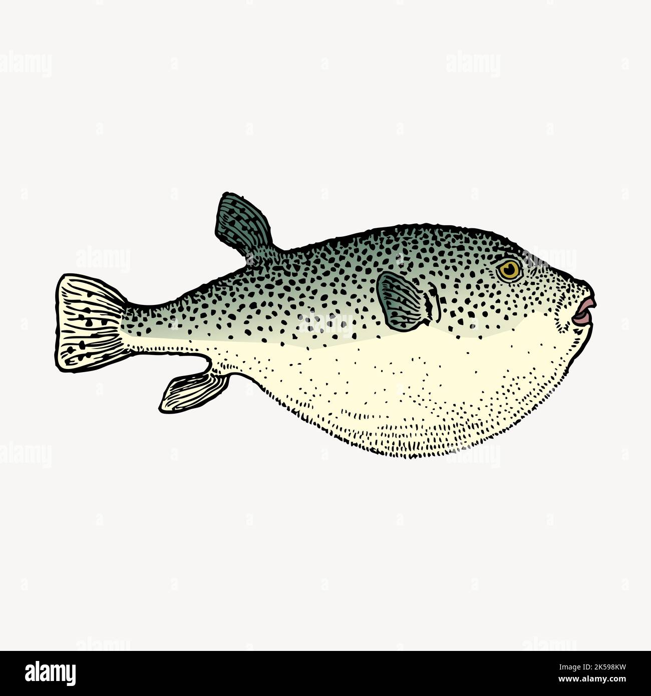 Blowfish clipart, sea animal vintage illustration vector Stock Vector ...