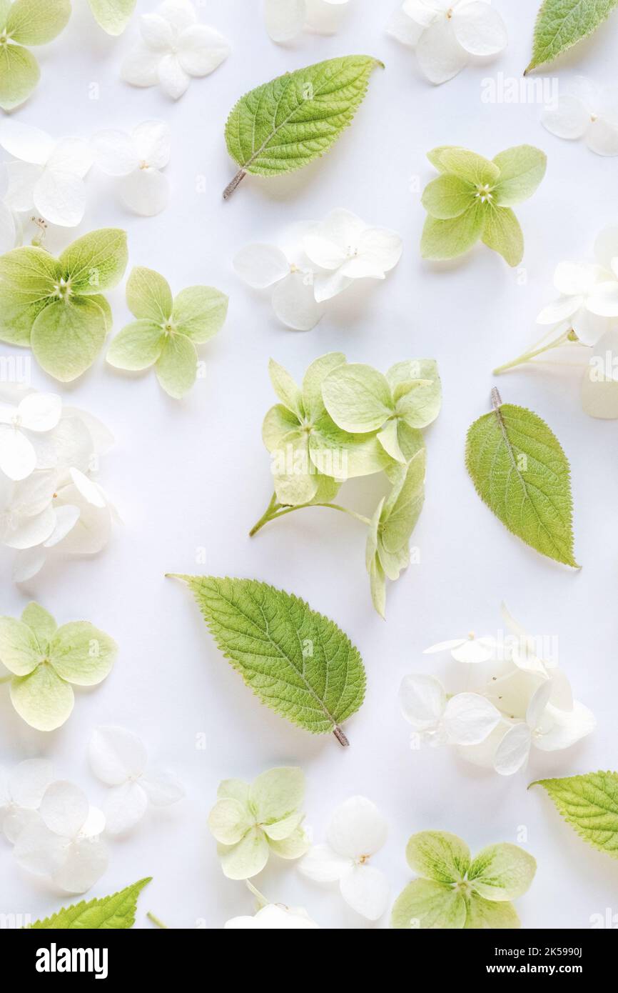 White green floral background on hydrangea flowers and leaves, overhead ...
