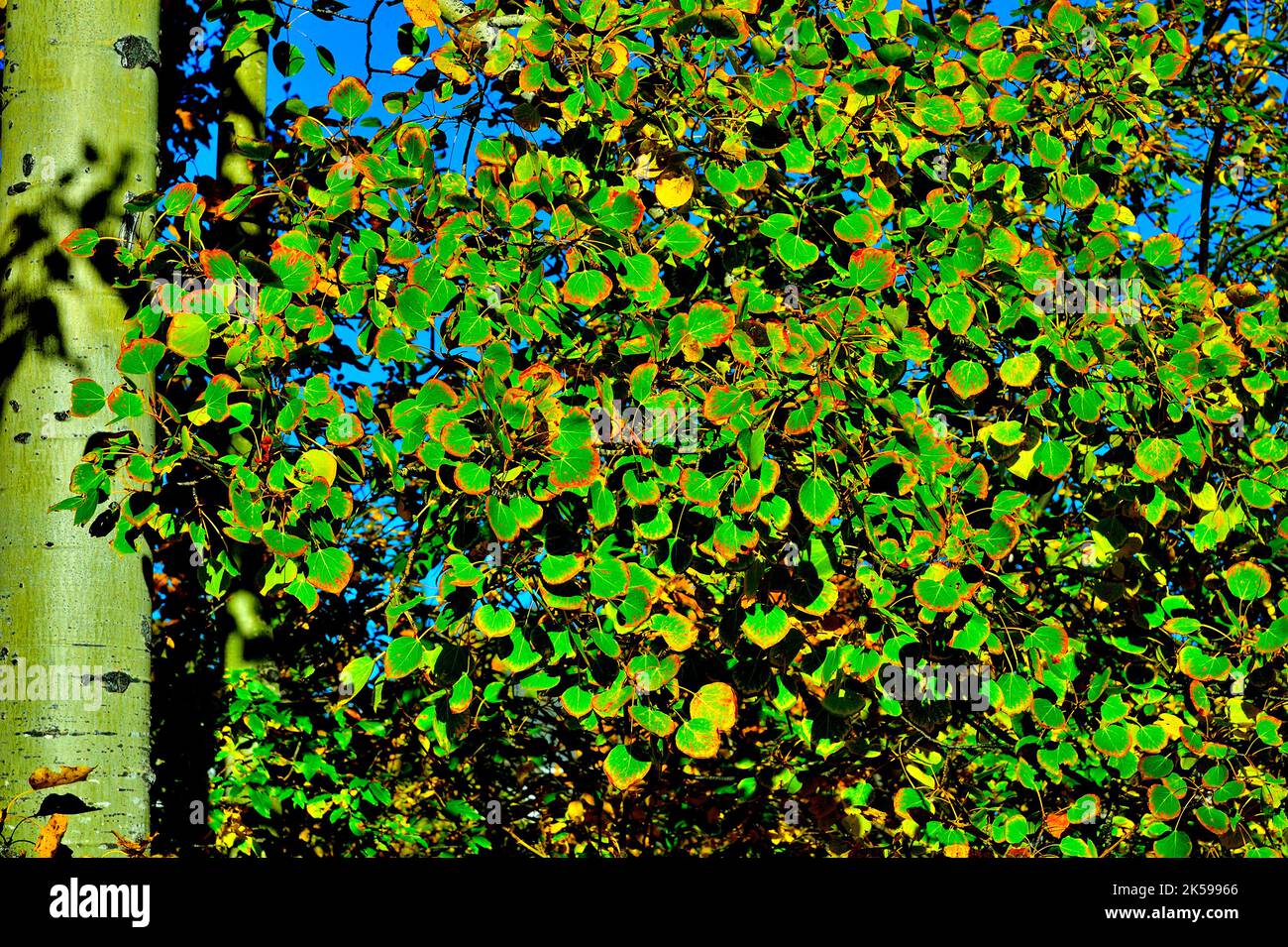 Aspen leaves starting to change to the colors of autumn in rural ...