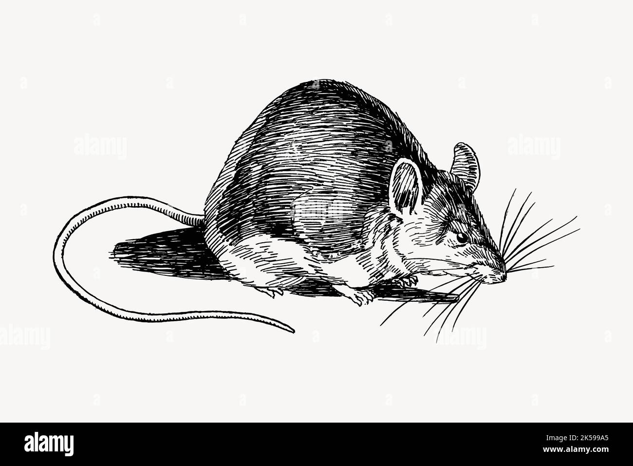Rat drawing, vintage animal illustration vector Stock Vector Image ...