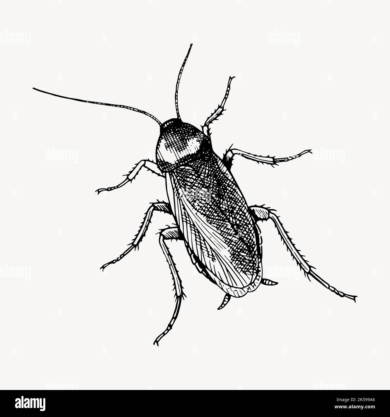 Cockroach drawing hi-res stock photography and images - Alamy
