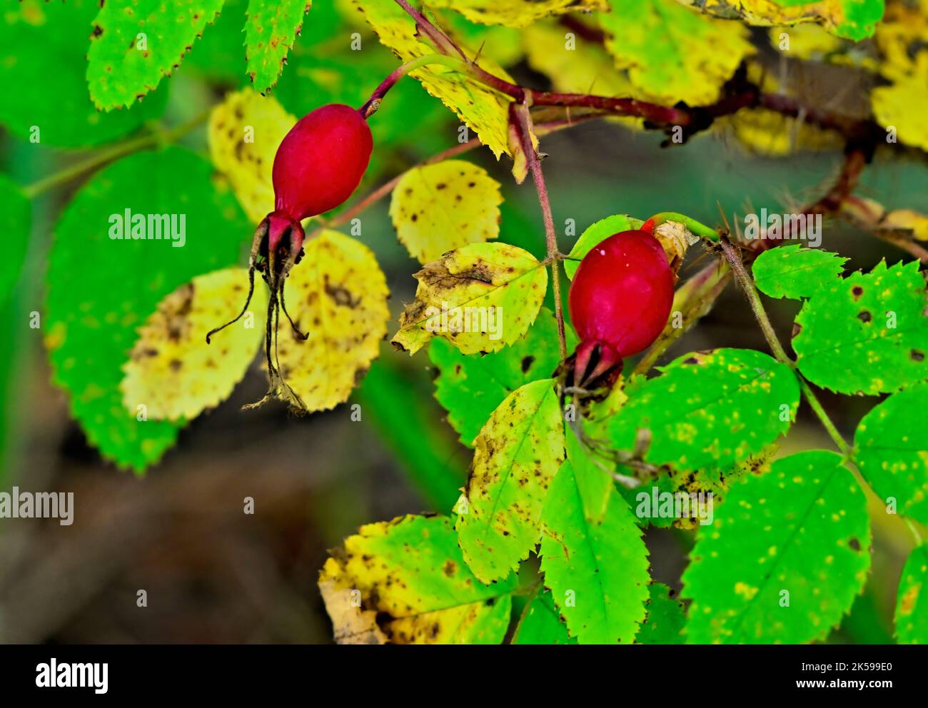 Wild rosehips,"Rosa rugosa", growing on a rose bush in the fall after ...