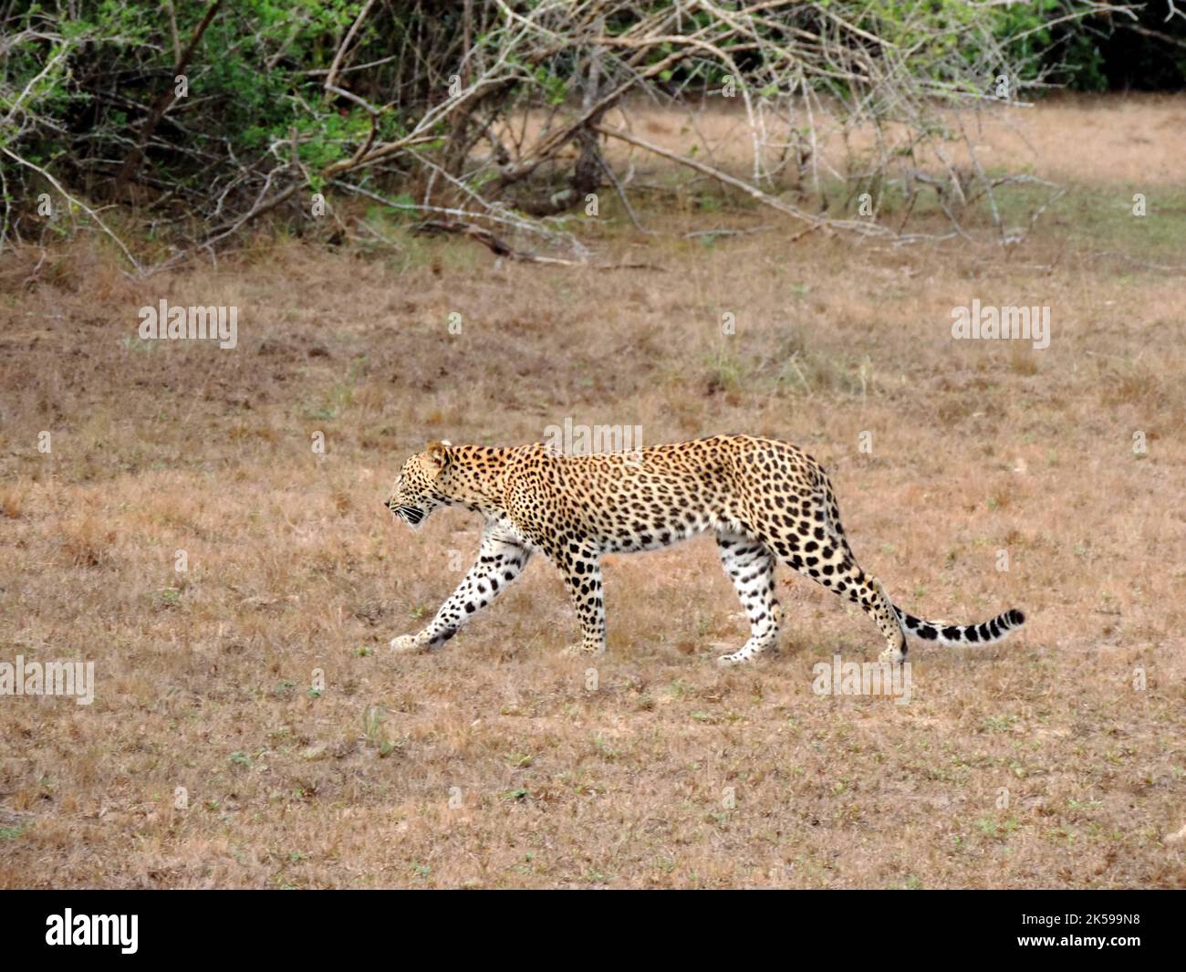 Leopards of Sri Lanka in the Wild, Visit Sri lanka Stock Photo - Alamy
