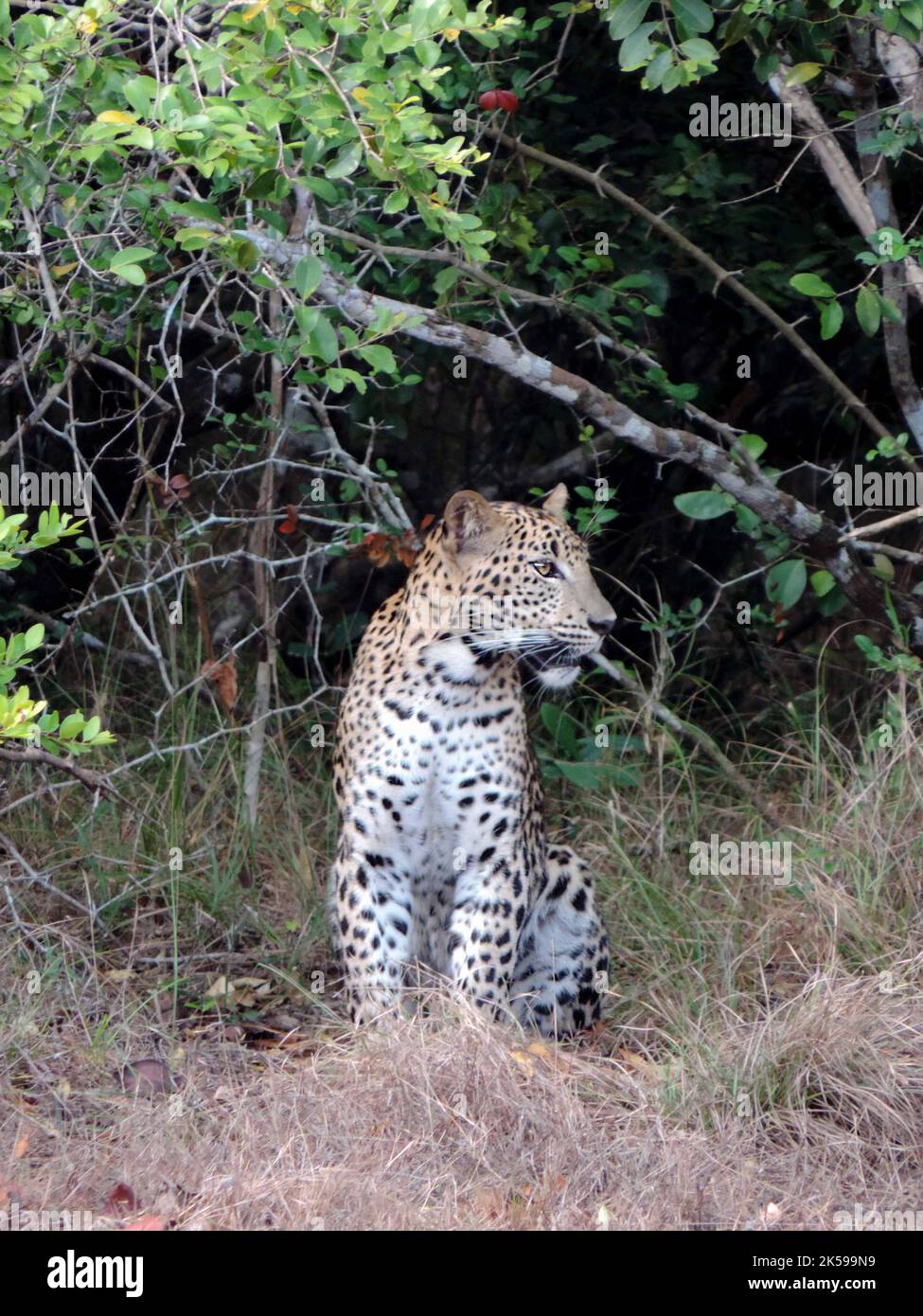 Leopards of Sri Lanka in the Wild, Visit Sri lanka Stock Photo - Alamy