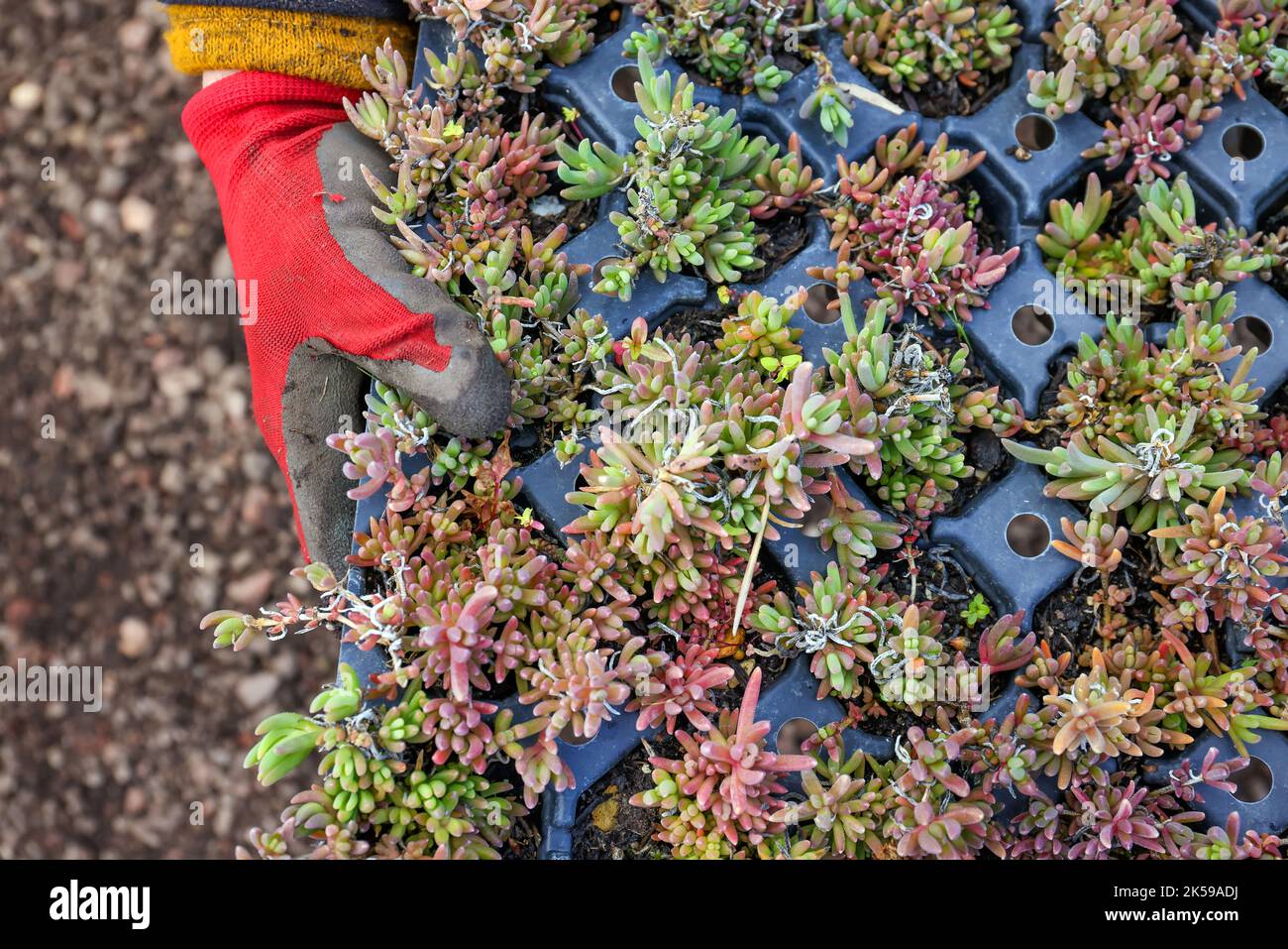 Flat roof with green roof gardener planting plants hi-res stock ...