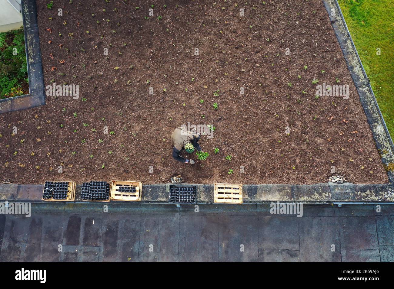 Flat roof with green roof gardener planting plants hi-res stock ...