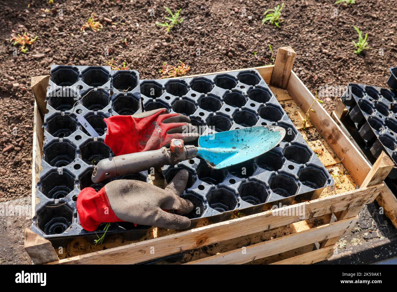 Flat roof with green roof gardener planting plants hi-res stock ...