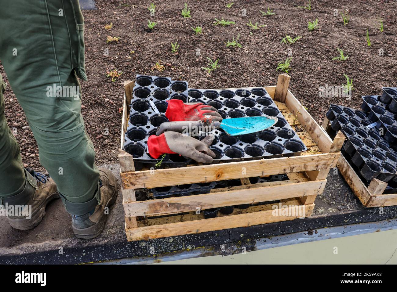 Flat roof with green roof gardener planting plants hi-res stock ...
