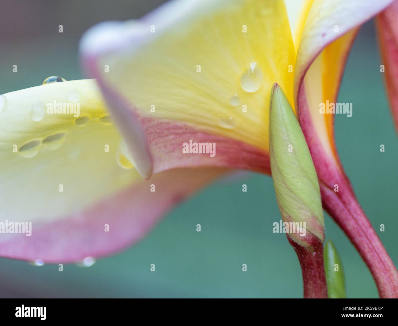 The tropical small tree Plumeria growing in a subtropical garden Stock ...