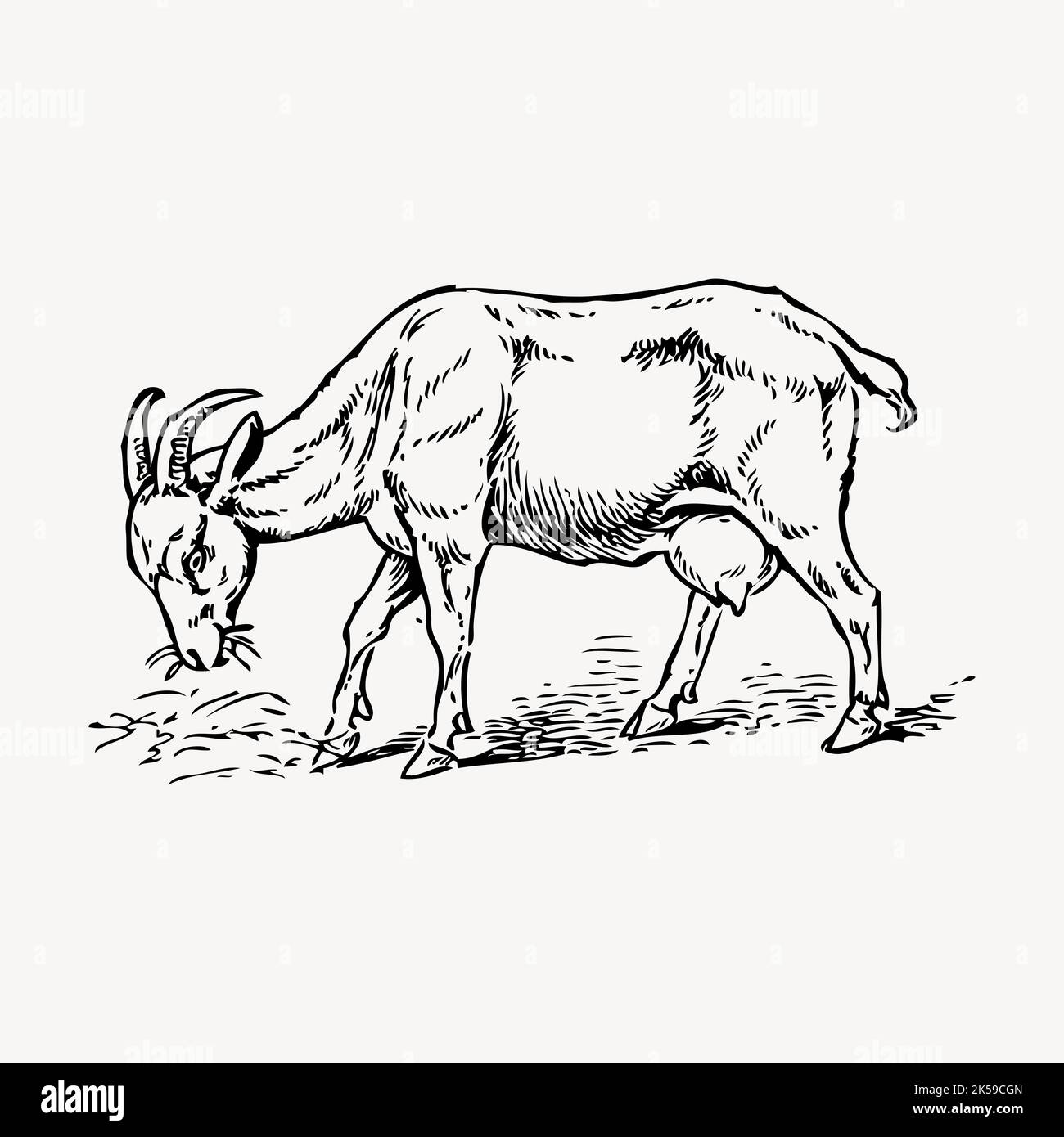 Goat feeding grass clipart, vintage animal illustration vector Stock ...