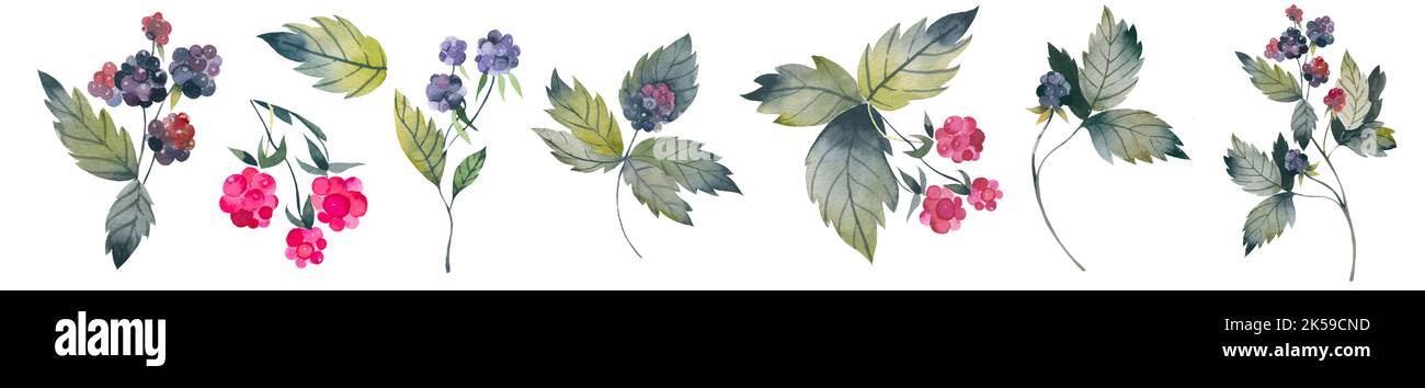 Berries set in watercolor. Colorful background with blackberries ...