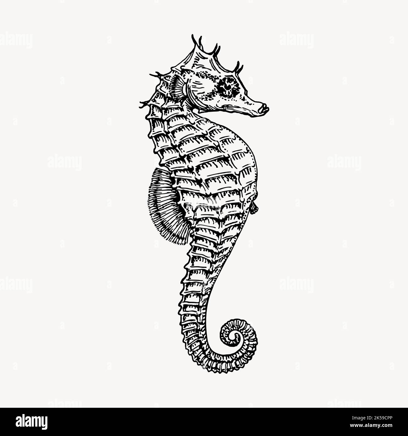 Seahorse Sketch