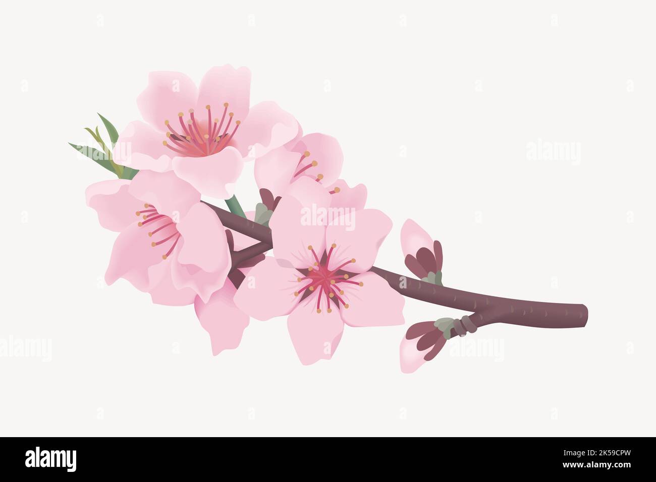 Cherry blossom flower sticker, botanical illustration vector Stock ...