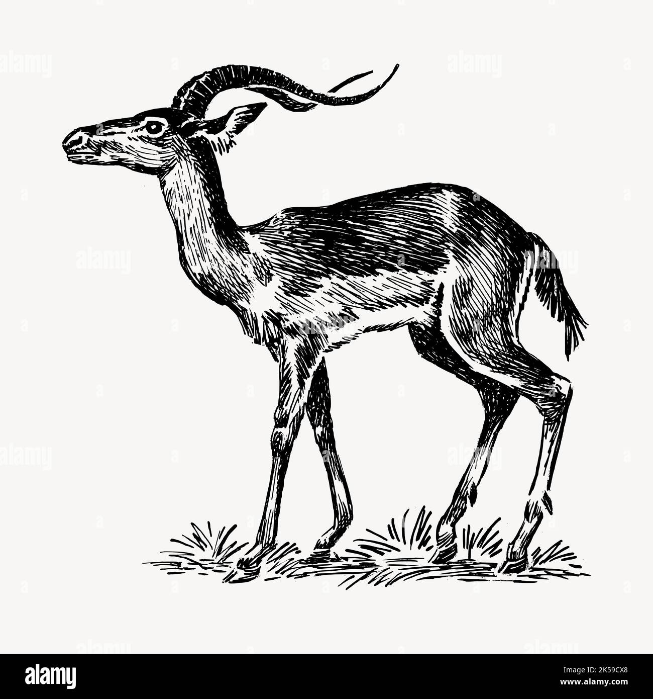 Impala clipart, vintage animal illustration vector Stock Vector Image ...