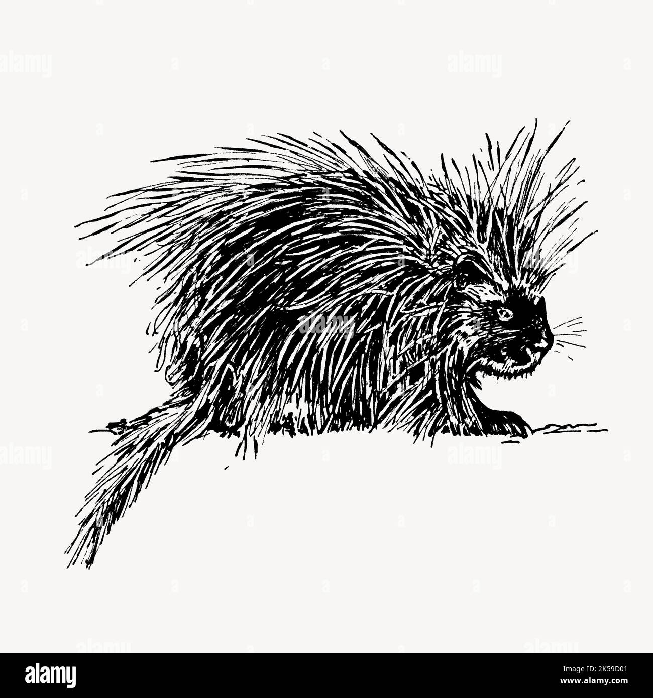 Porcupine clipart, vintage animal illustration vector Stock Vector ...