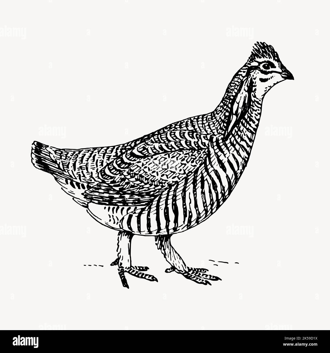Prairie chicken clipart, vintage animal illustration vector Stock ...