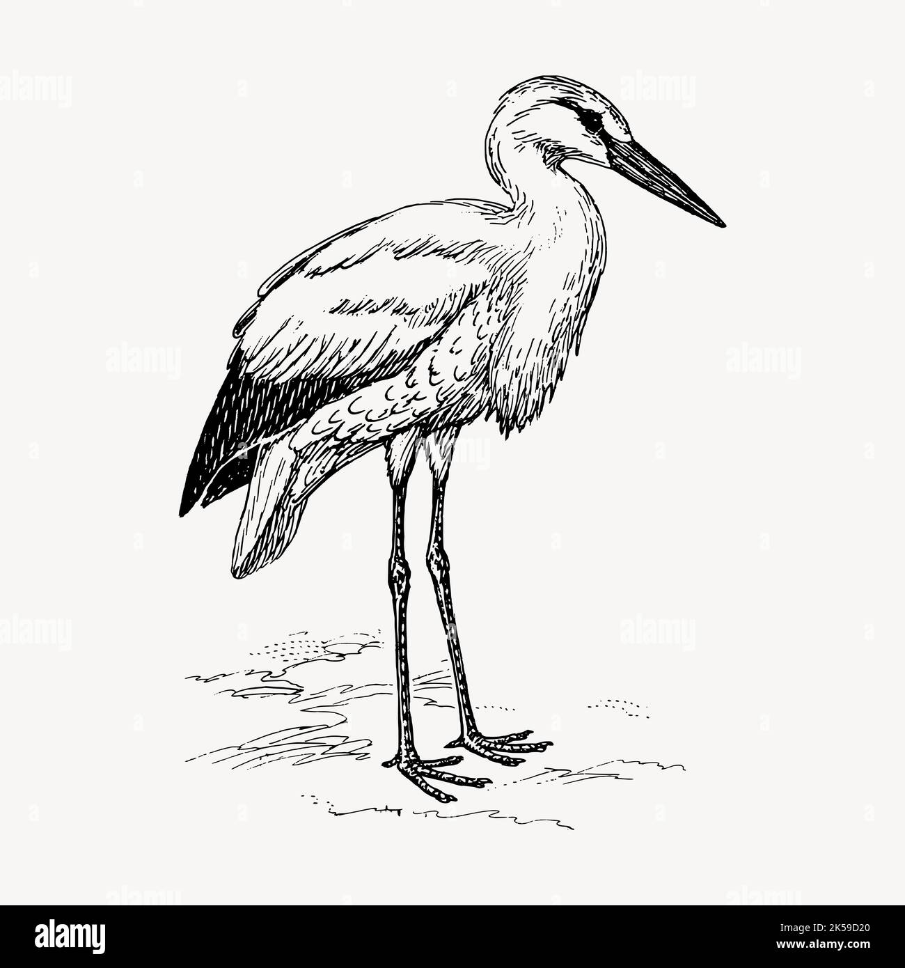 Stork bird clipart, vintage animal illustration vector Stock Vector ...