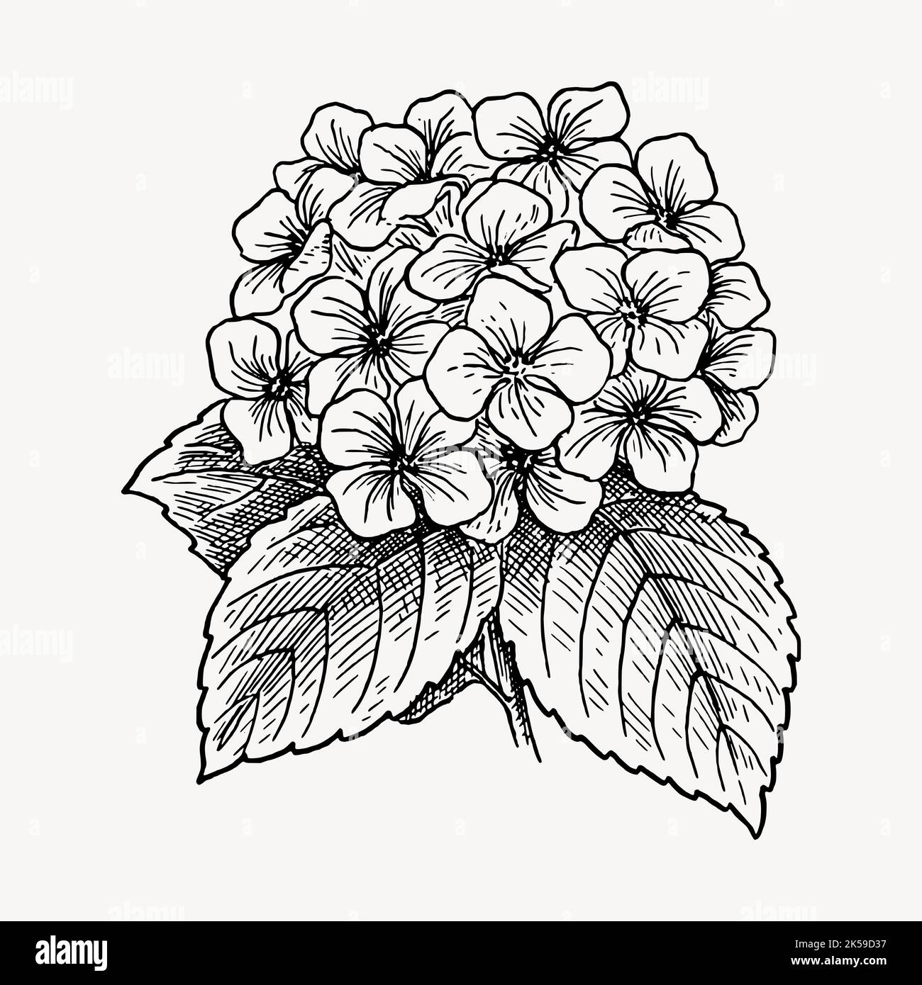 Hydrangea flower clipart, vintage botanical illustration vector Stock ...