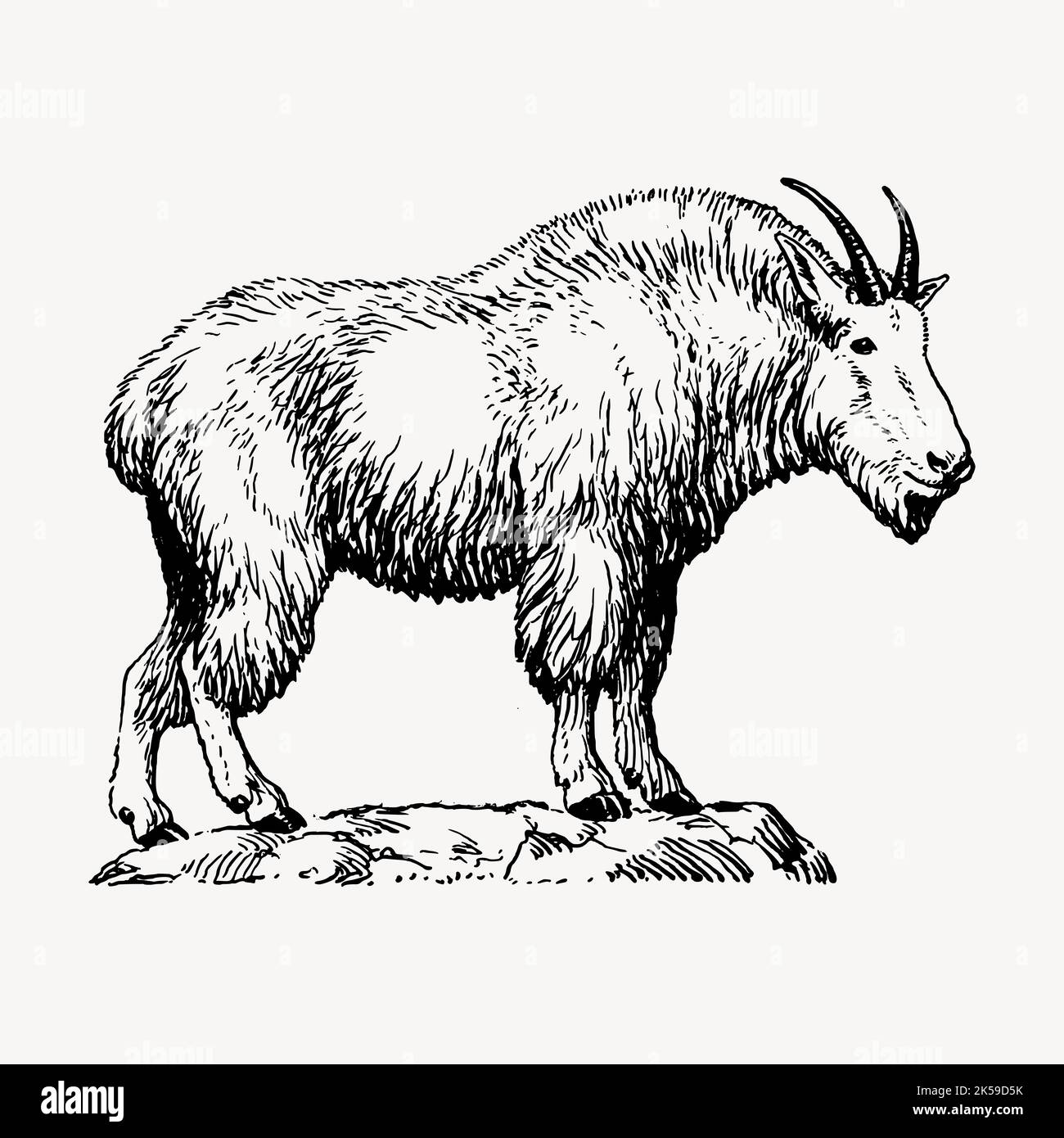 Mountain goat clipart, vintage animal illustration vector Stock Vector ...