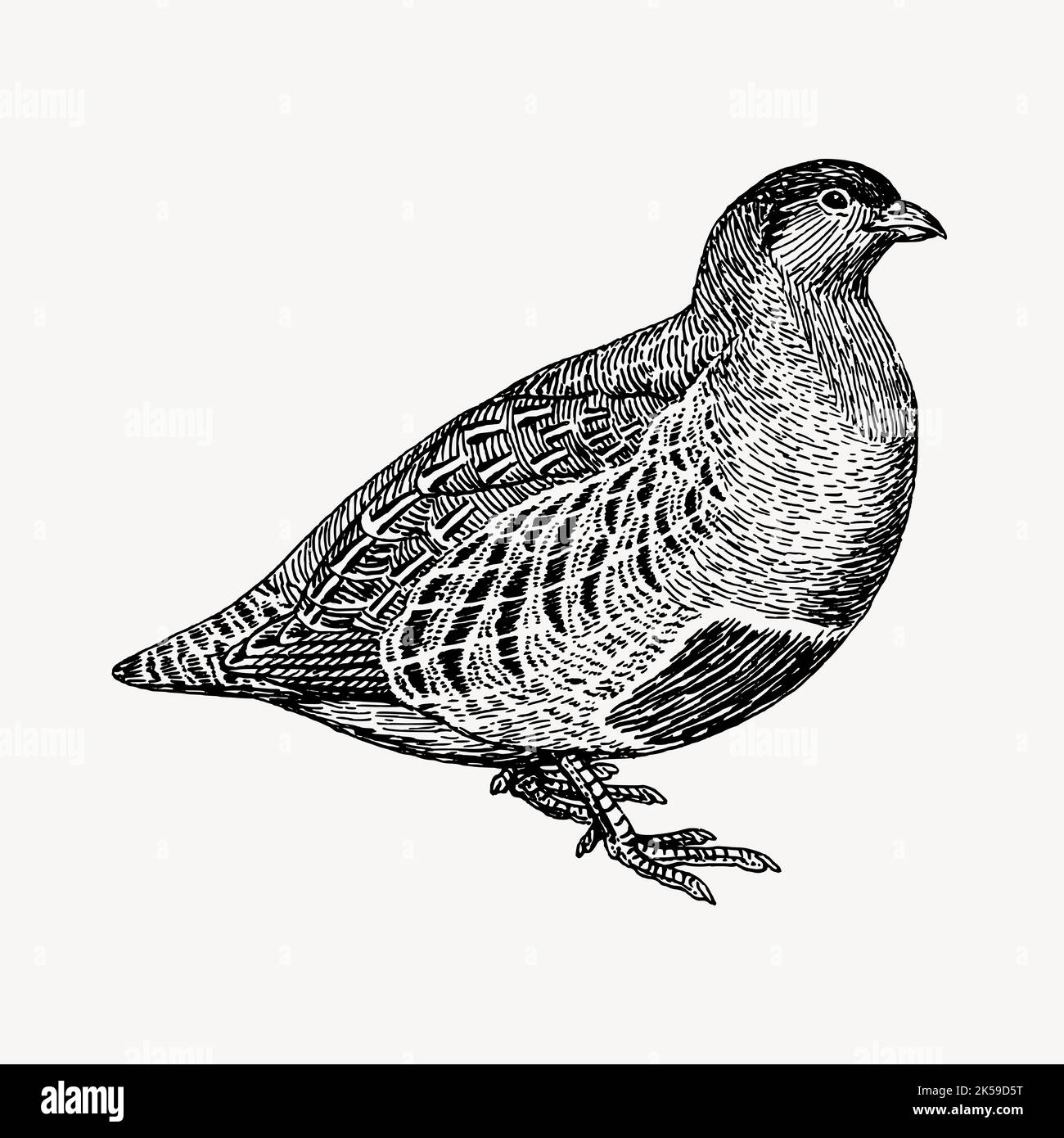 Partridge bird clipart, vintage animal illustration vector Stock Vector ...
