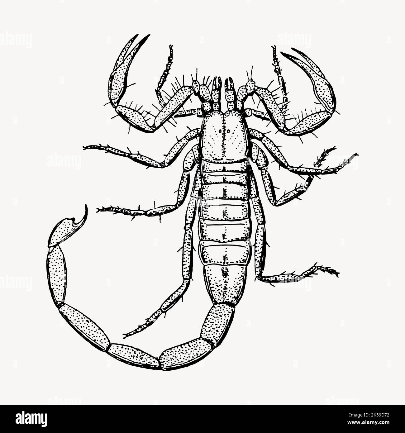 Scorpion clipart, vintage insect illustration vector Stock Vector Image ...