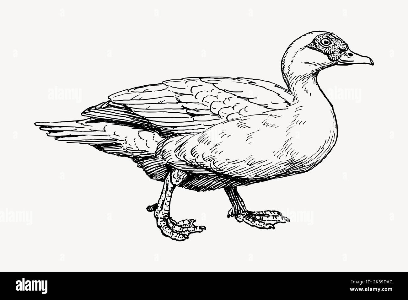 Muscovy duck clipart, vintage animal illustration vector Stock Vector ...