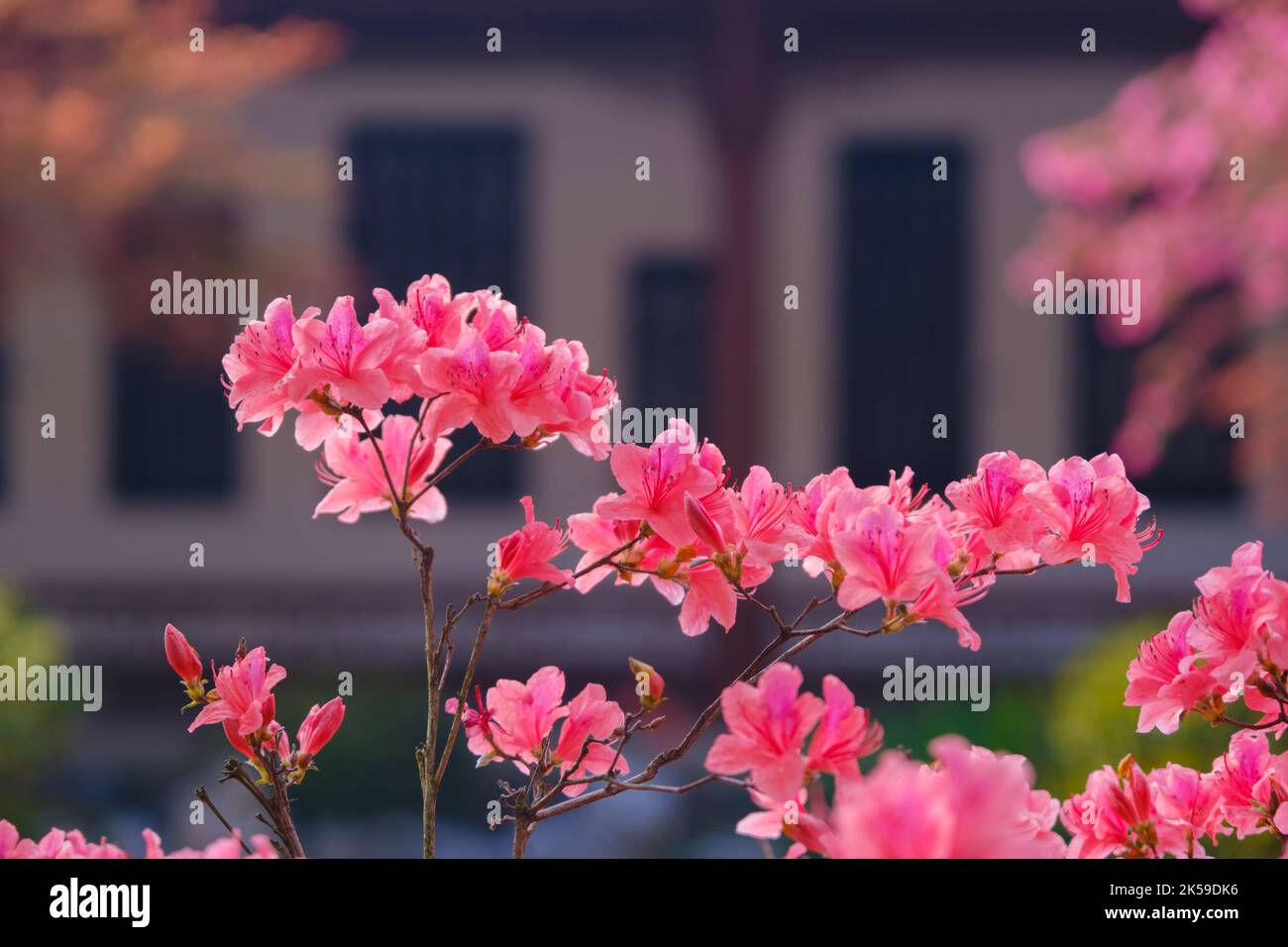 Spring scenery of Yellow Crane Tower Park in Wuhan, Hubei Stock Photo ...