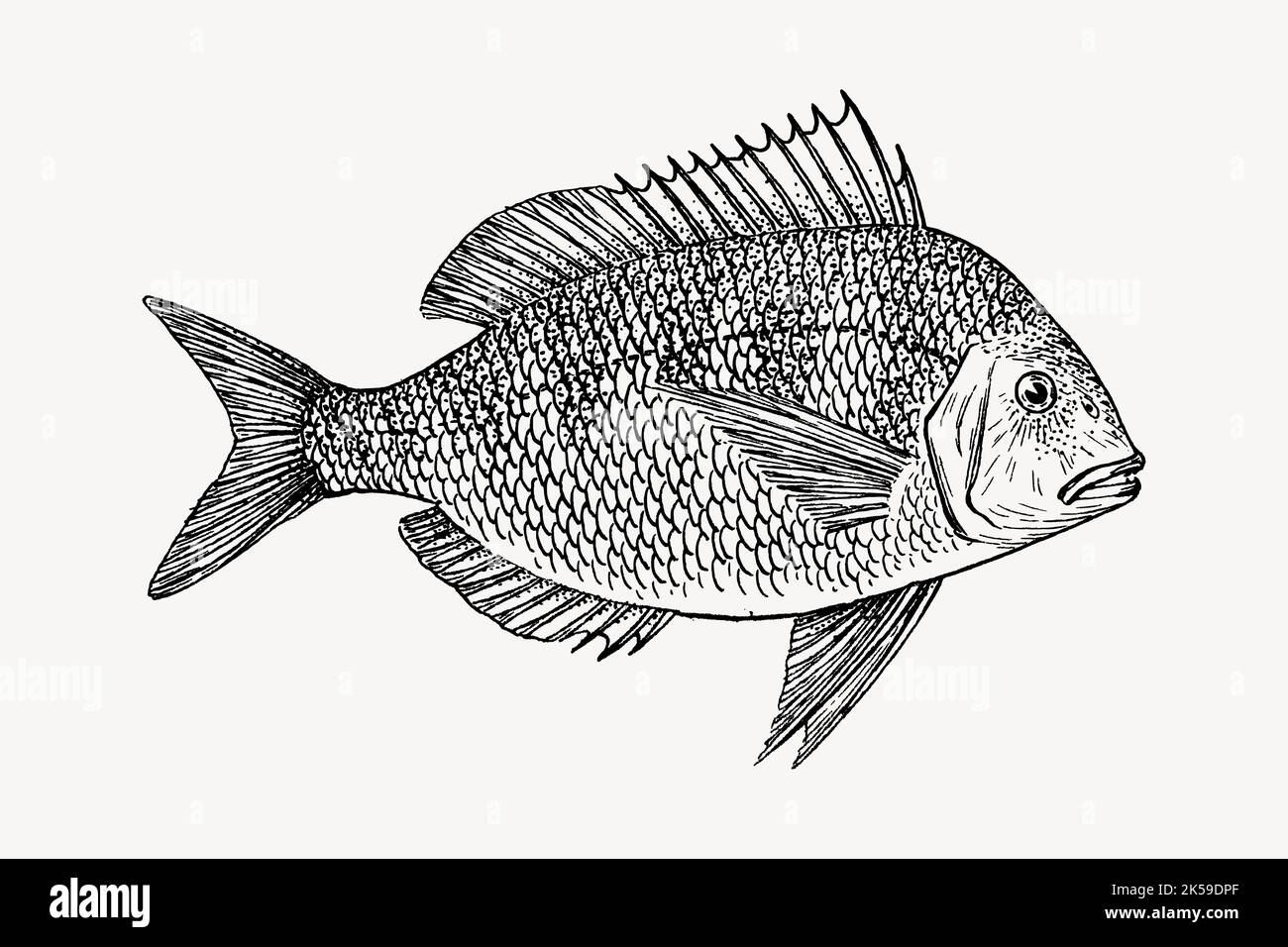 Scup fish clipart, vintage animal illustration vector Stock Vector ...