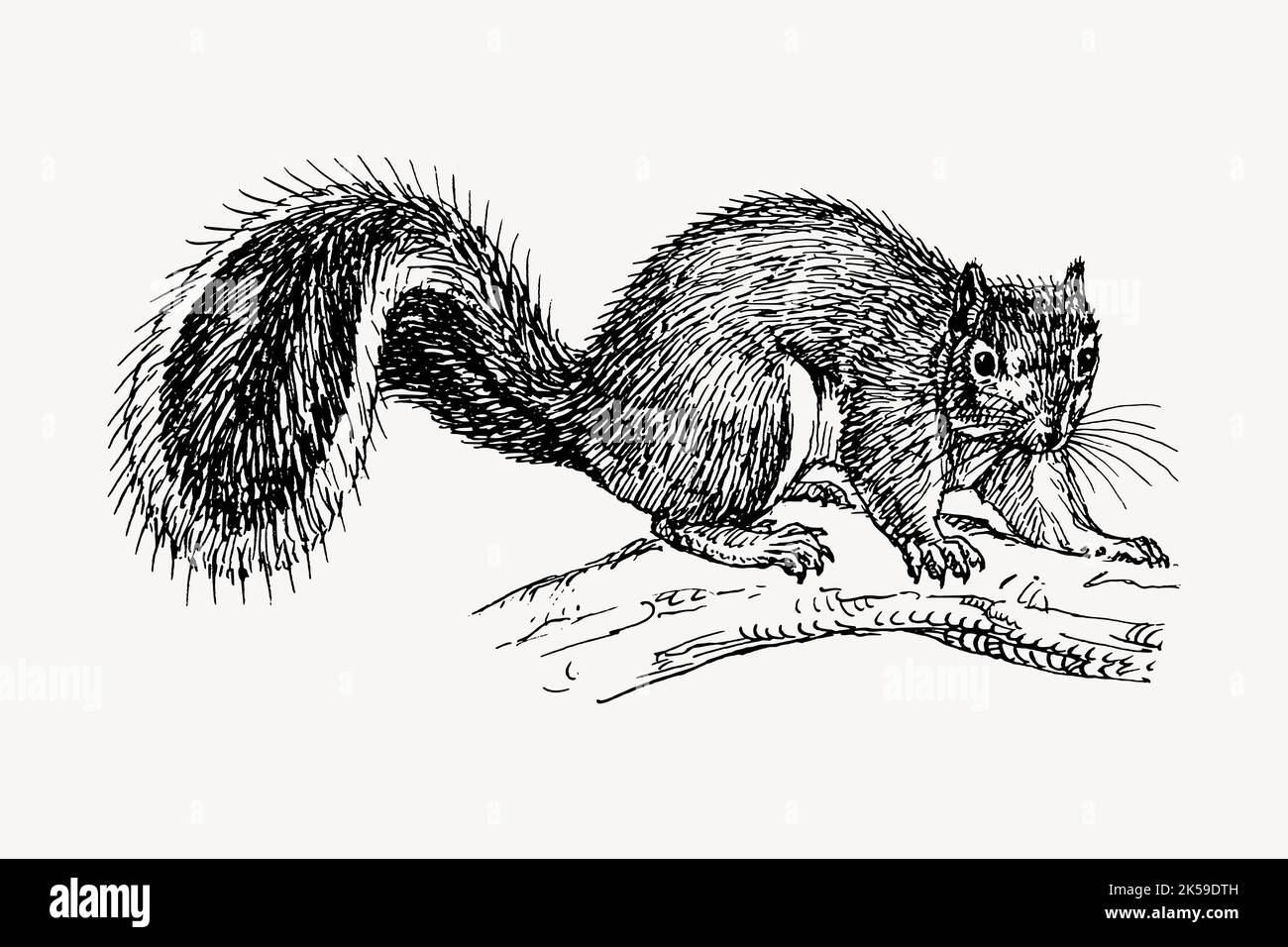 Squirrel clipart, vintage animal illustration vector Stock Vector Image ...