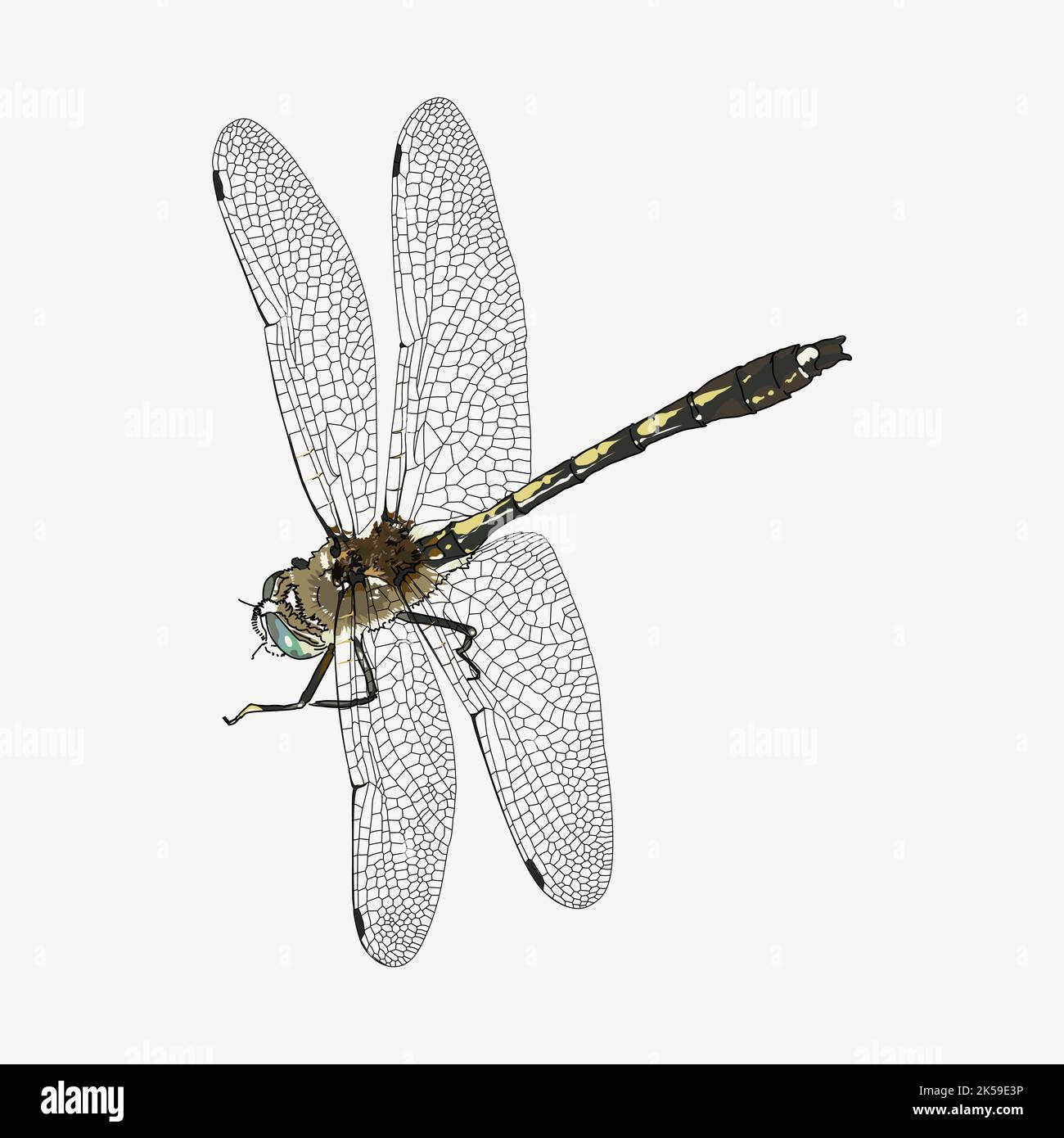 Stock Clip Art Dragonfly