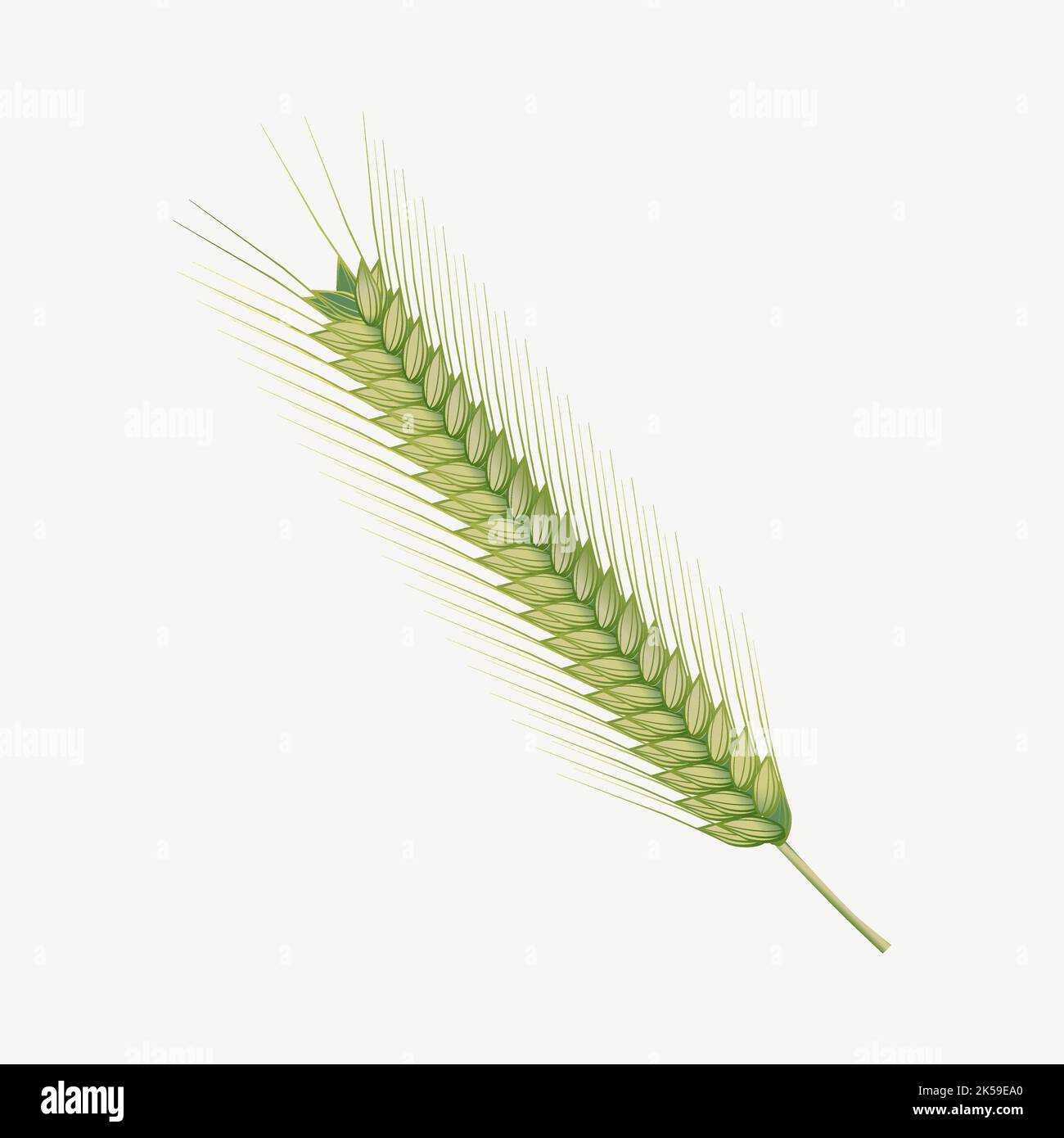 Wheat branch clipart, botanical illustration vector Stock Vector Image ...