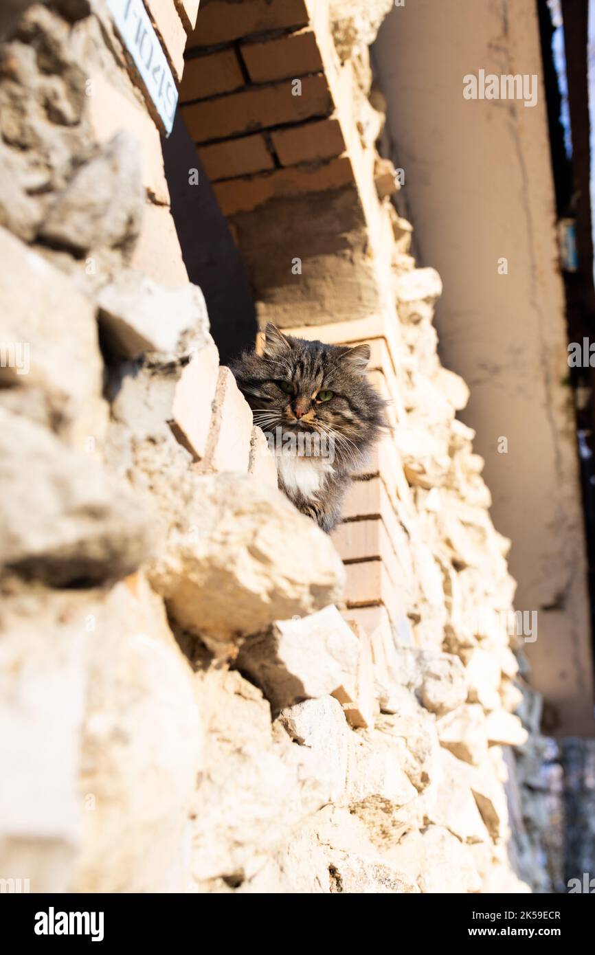 A wild cat looks out of the window opening of an old building on the ...