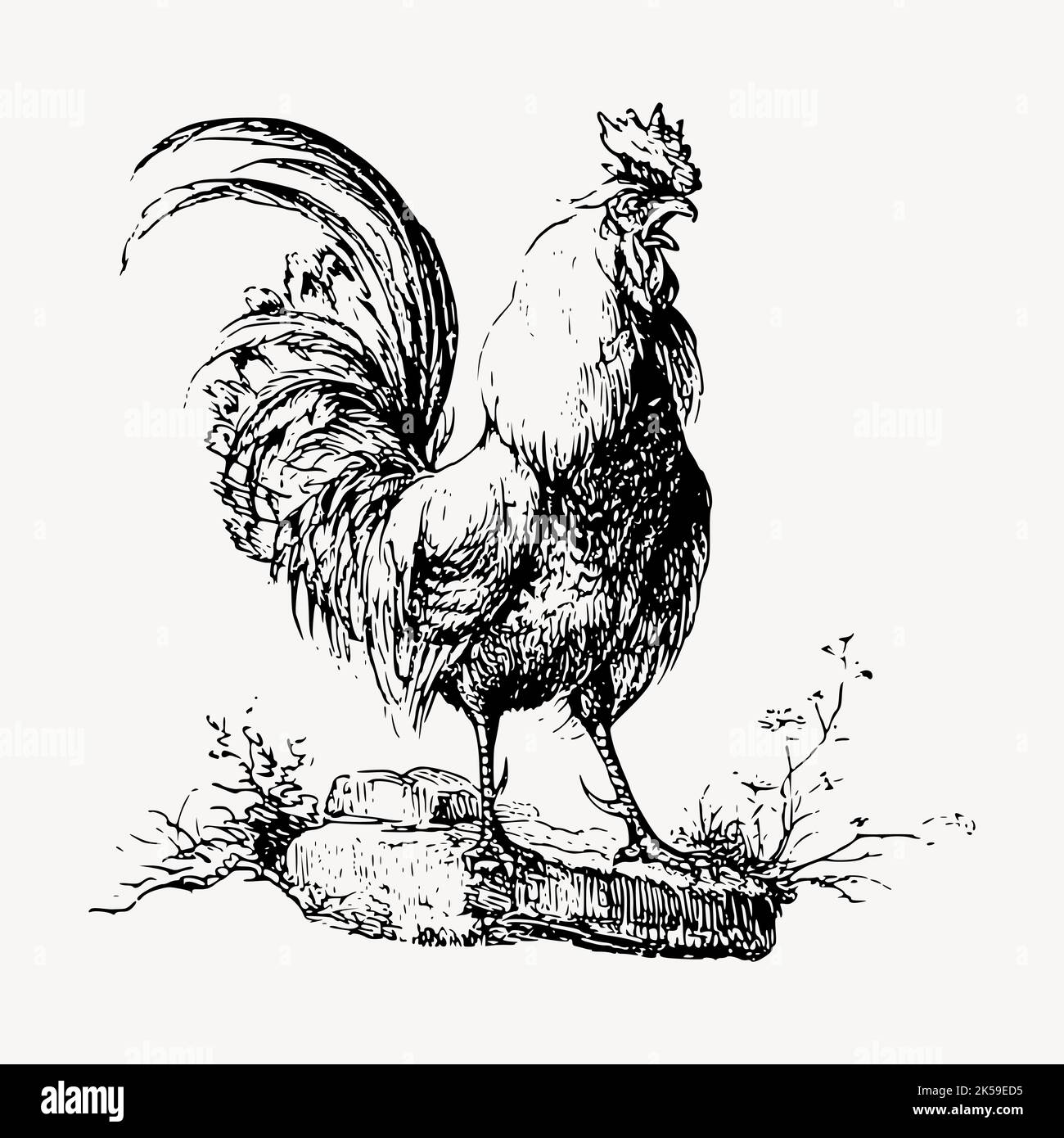 Cockerel chicken clipart, vintage animal illustration vector Stock ...