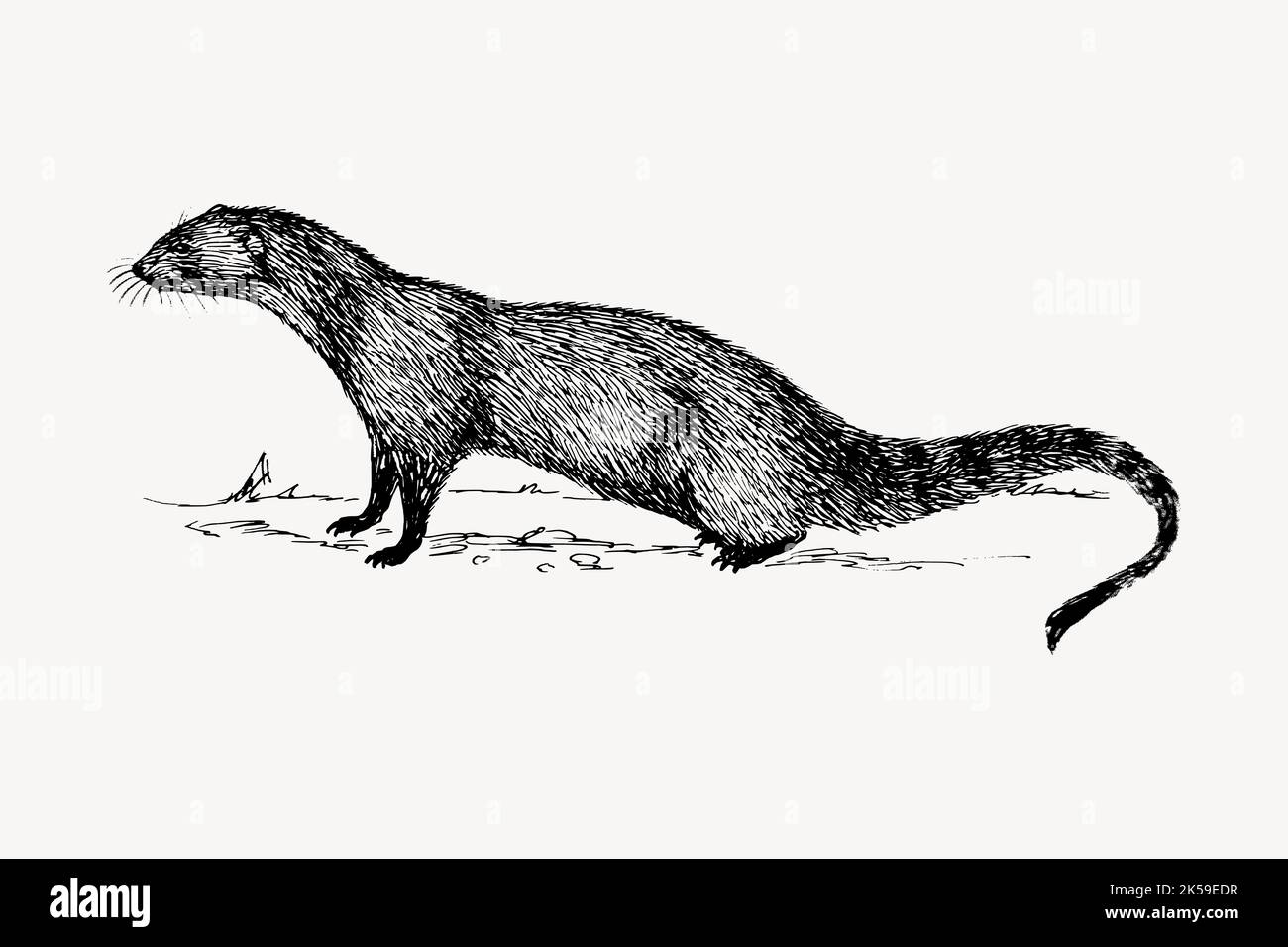 Mongoose clipart Stock Vector Images - Alamy