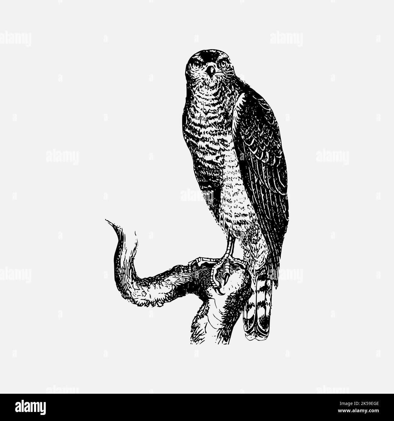 Black Hawk Bird Clipart