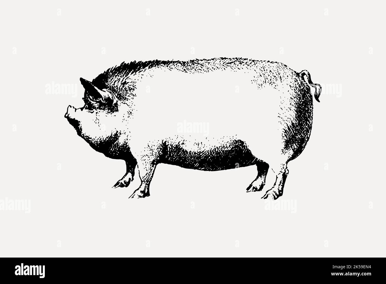 Pig clipart, farm animal illustration vector Stock Vector Image & Art ...