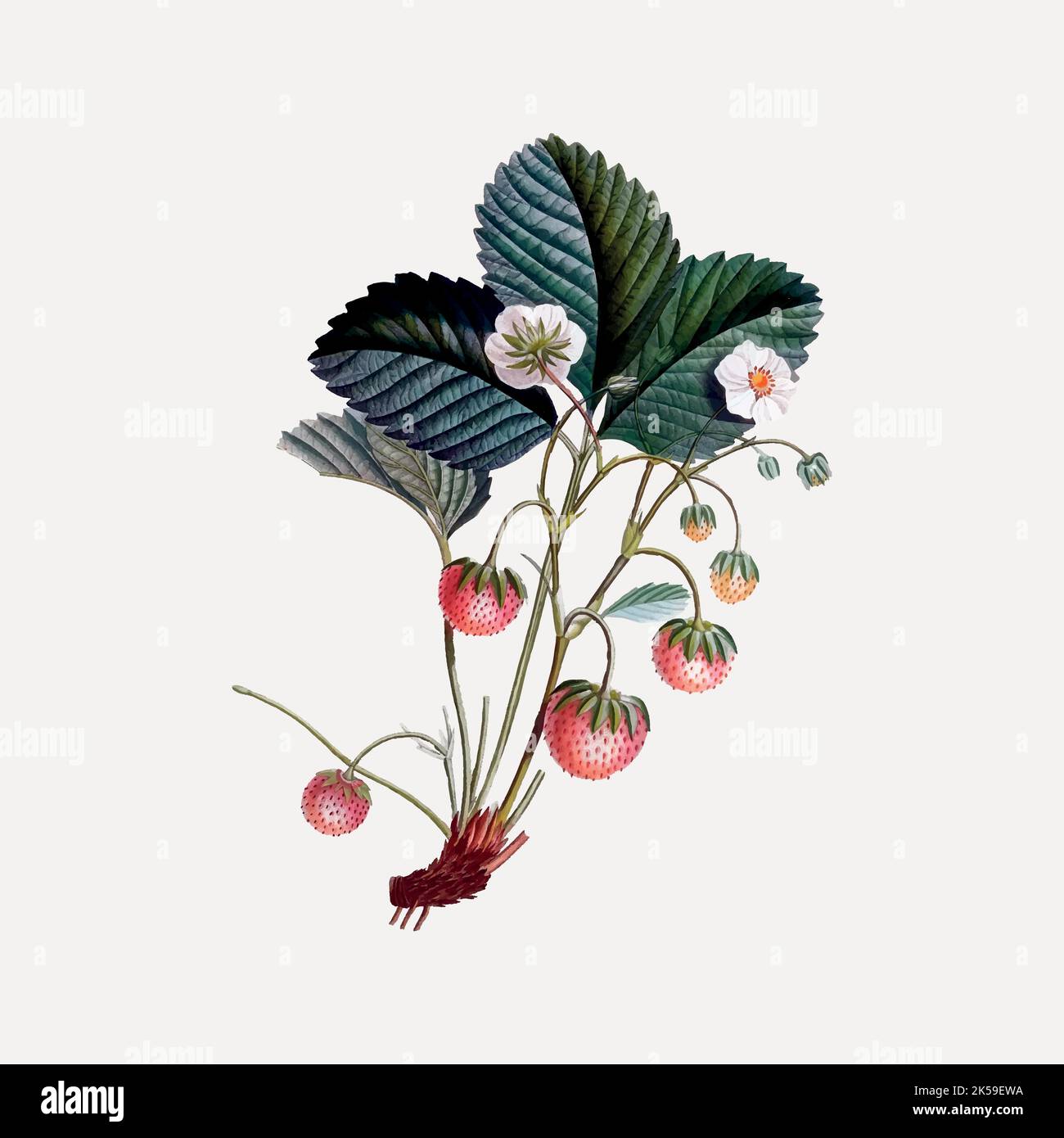 Strawberry flower clipart, fruit illustration vector Stock Vector Image ...