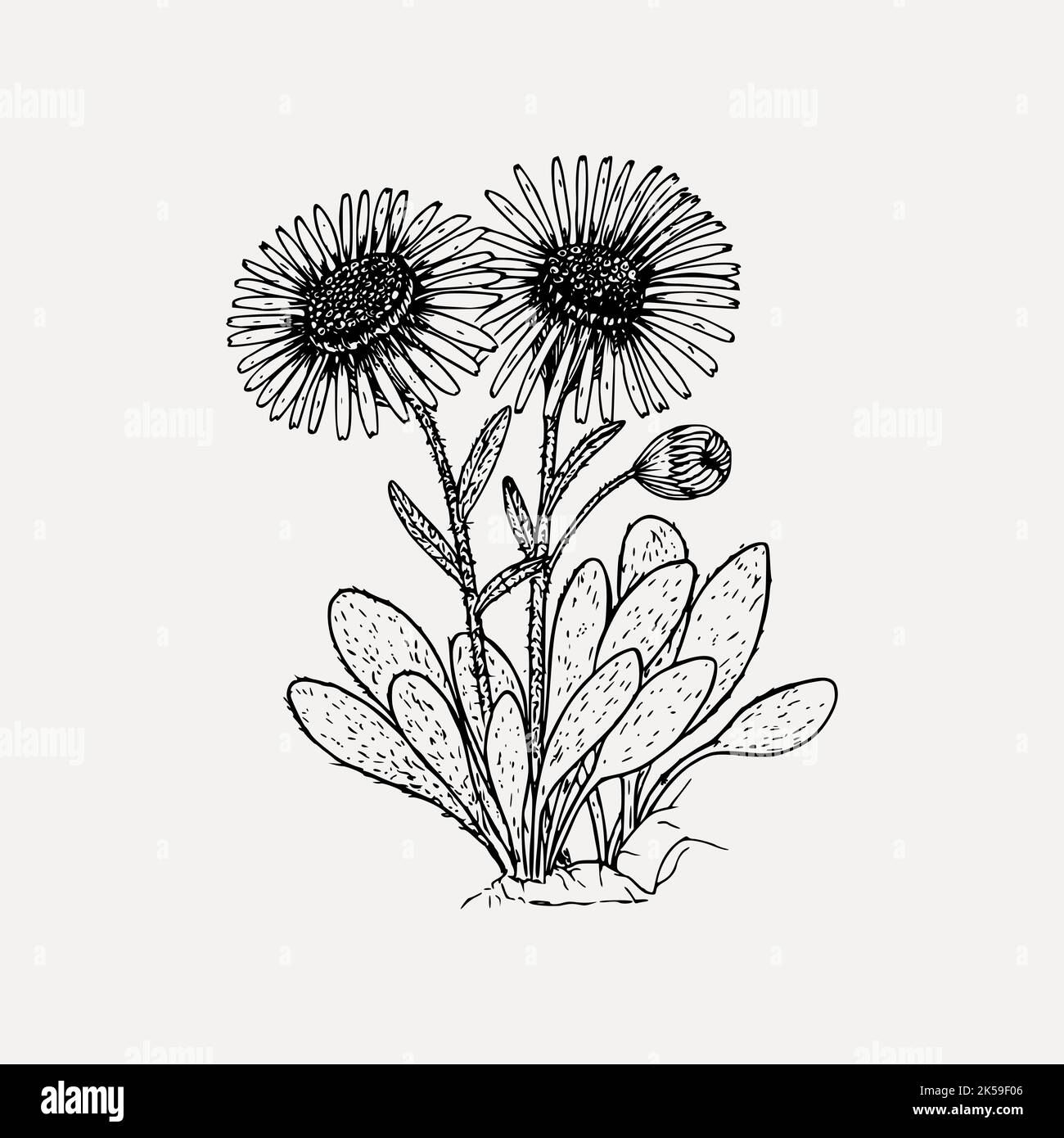 Wildflower drawing, floral illustration vector Stock Vector Image & Art ...