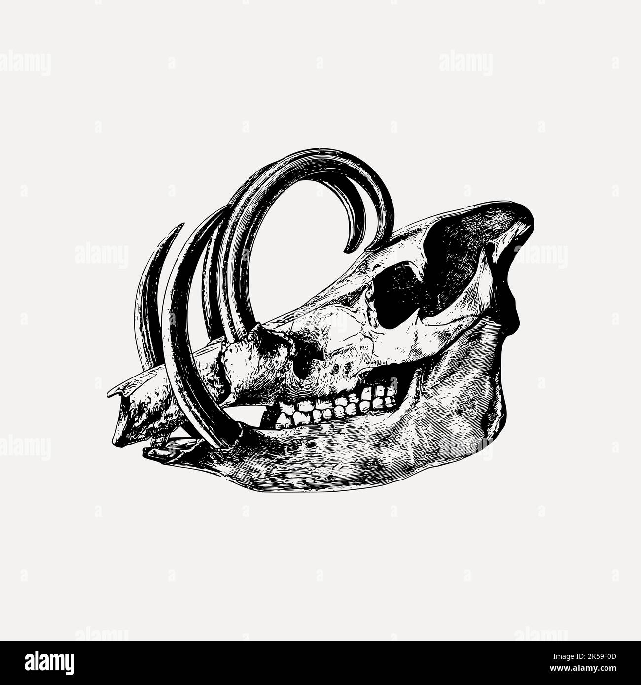 Babirusa skull clipart, skeleton illustration vector Stock Vector Image ...