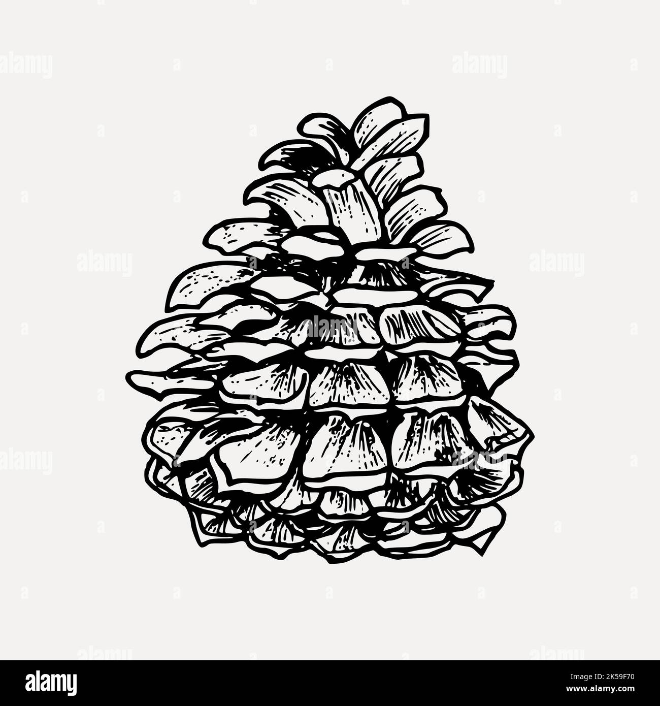 Pine cone clipart, Christmas illustration vector Stock Vector Image ...