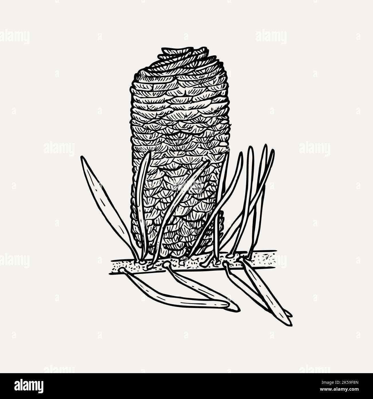 Pine tree branch collage element, conifer cone illustration vector ...