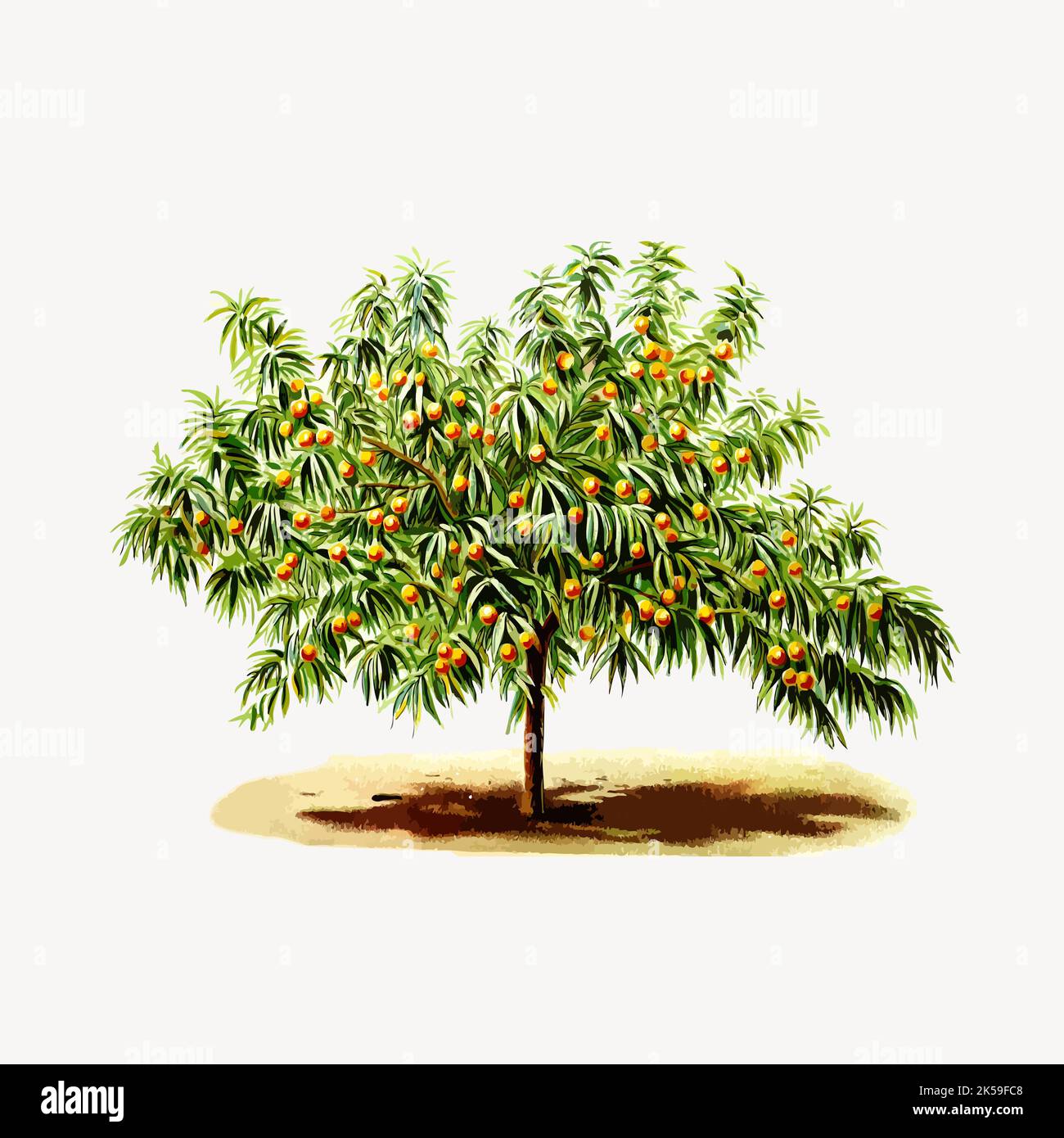 Peach tree clipart, botanical illustration vector Stock Vector Image ...