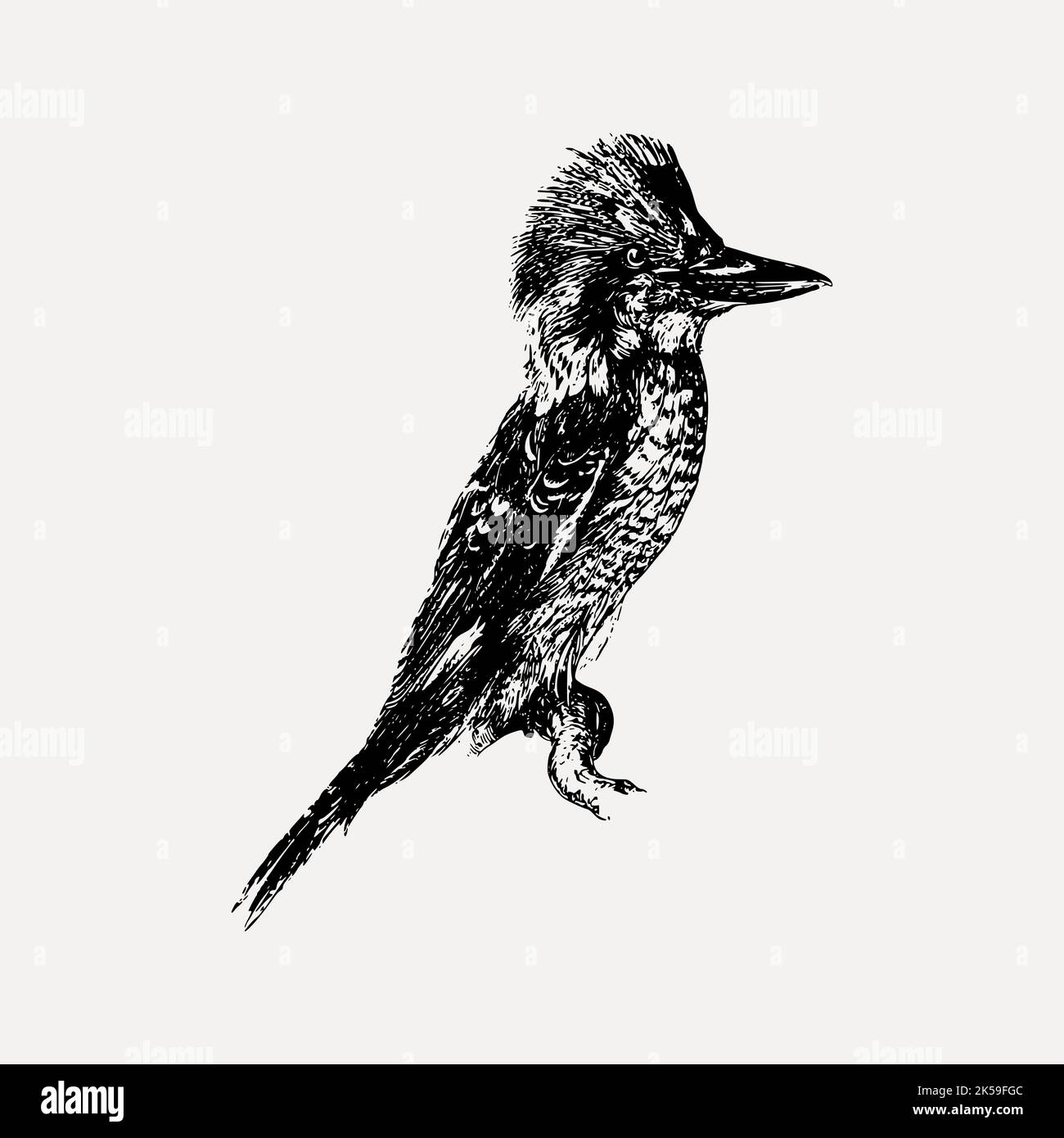 Laughing jackass bird collage element/drawing/clipart, xx illustration ...