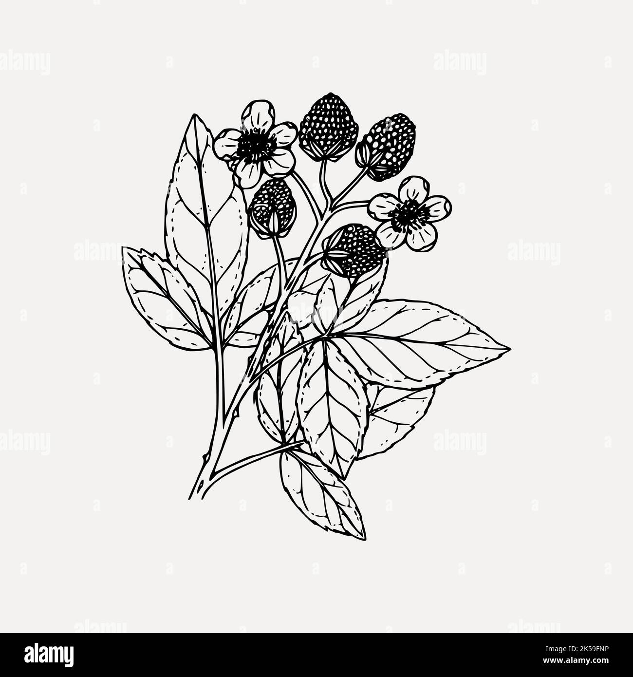 Wildflower drawing, floral illustration vector Stock Vector Image & Art ...